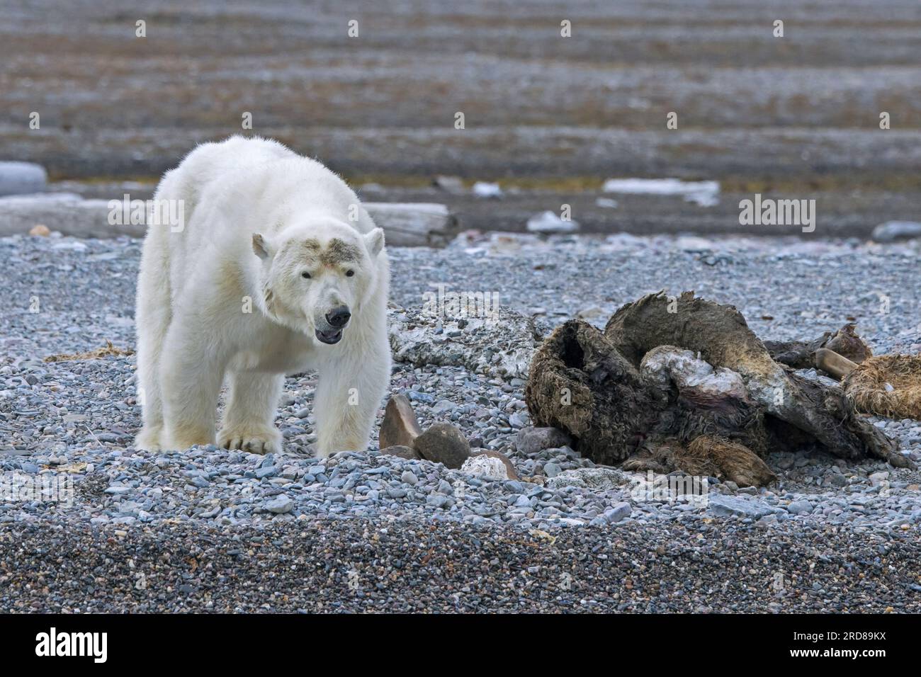 Scavenging polar bear (Ursus maritimus) feeding on carcass of stranded ...
