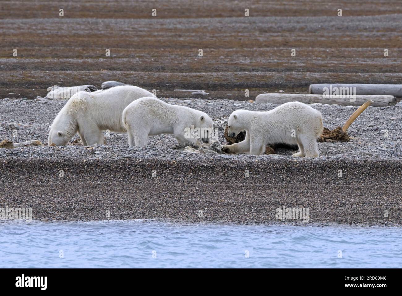 Scavenging polar bears (Ursus maritimus) mother with two cubs feeding ...