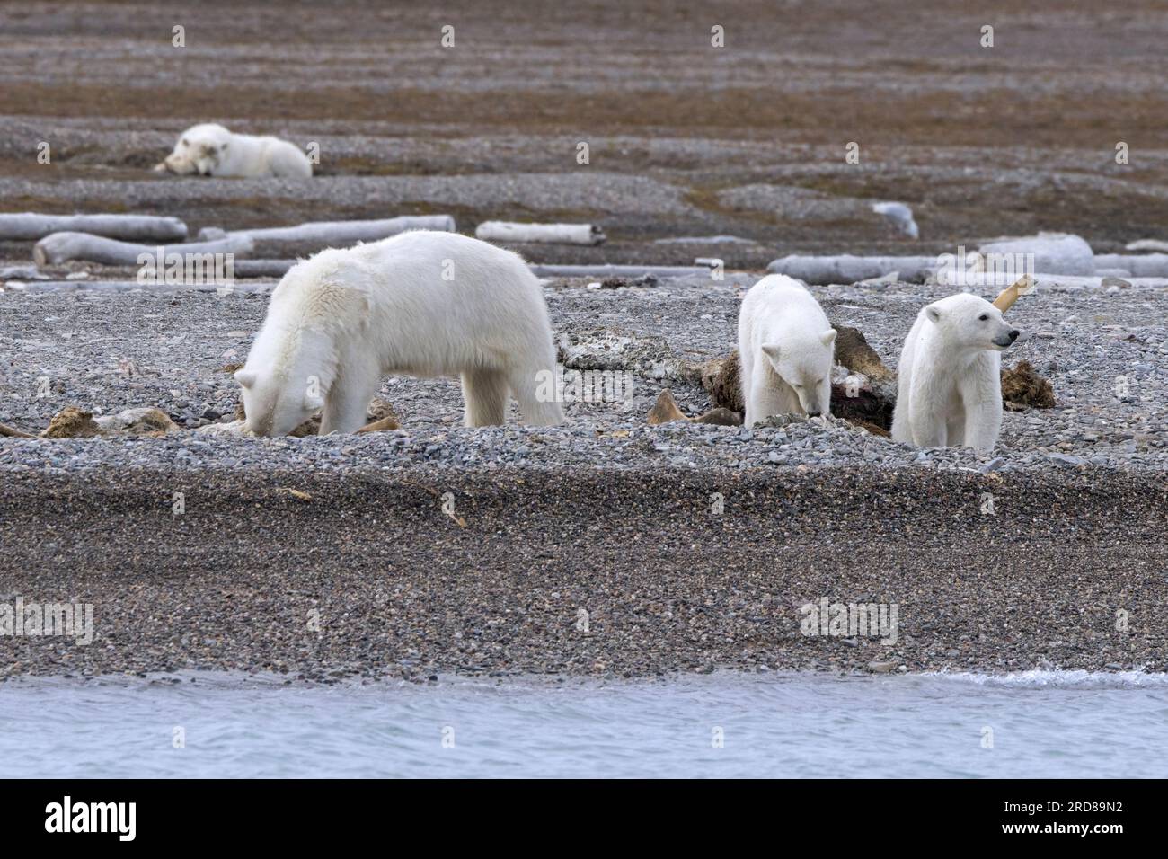 Scavenging polar bear (Ursus maritimus) mother with three cubs feeding ...