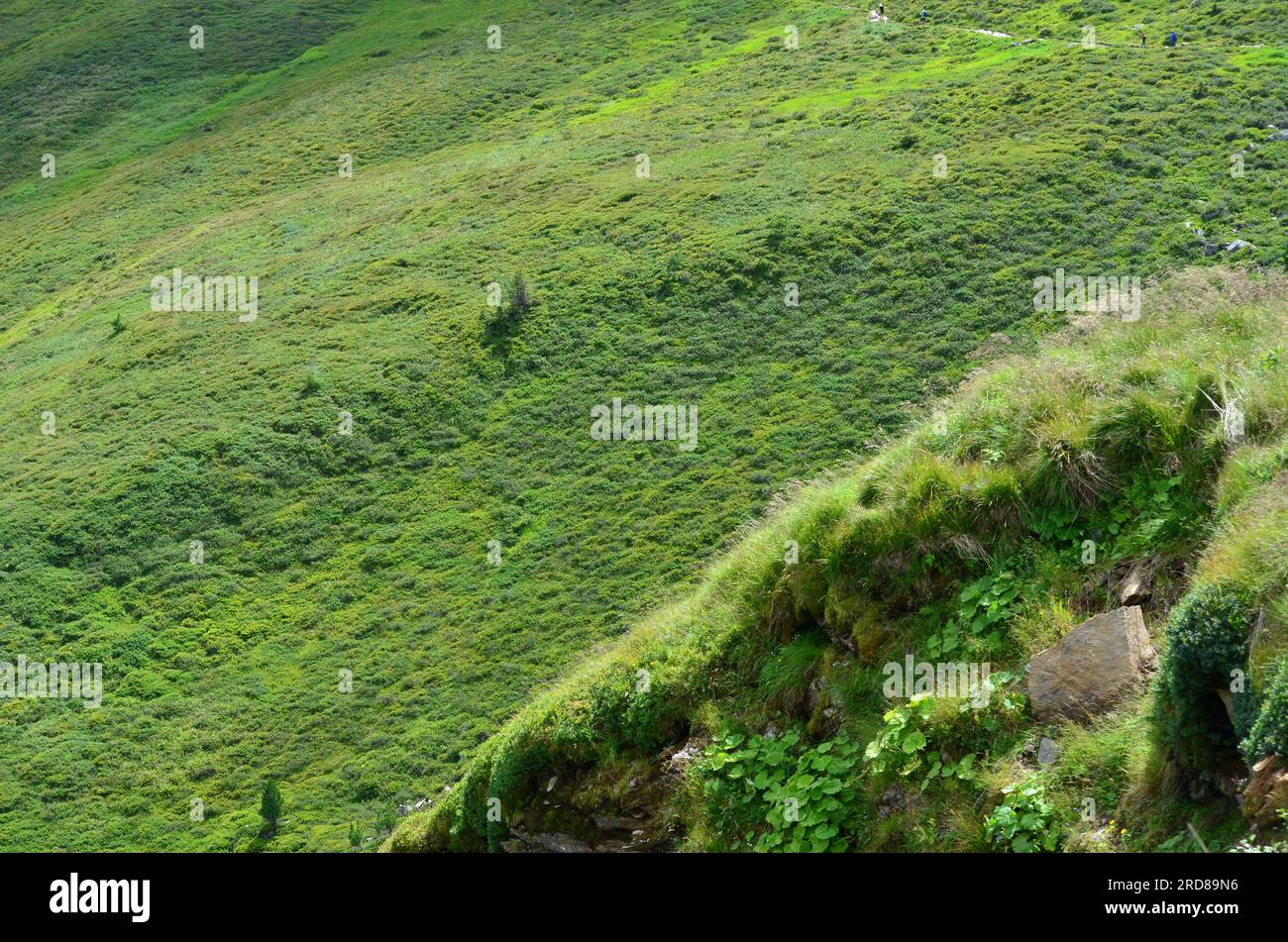 Alpine flora and fauna hi-res stock photography and images - Alamy