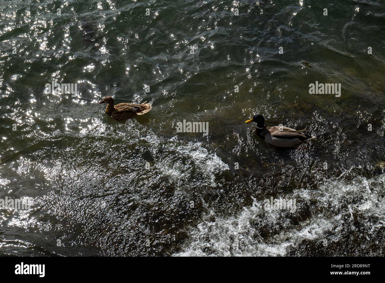 Male Rouen Duck, a Heavyweight Breed of Domesticated Duck Raised ...
