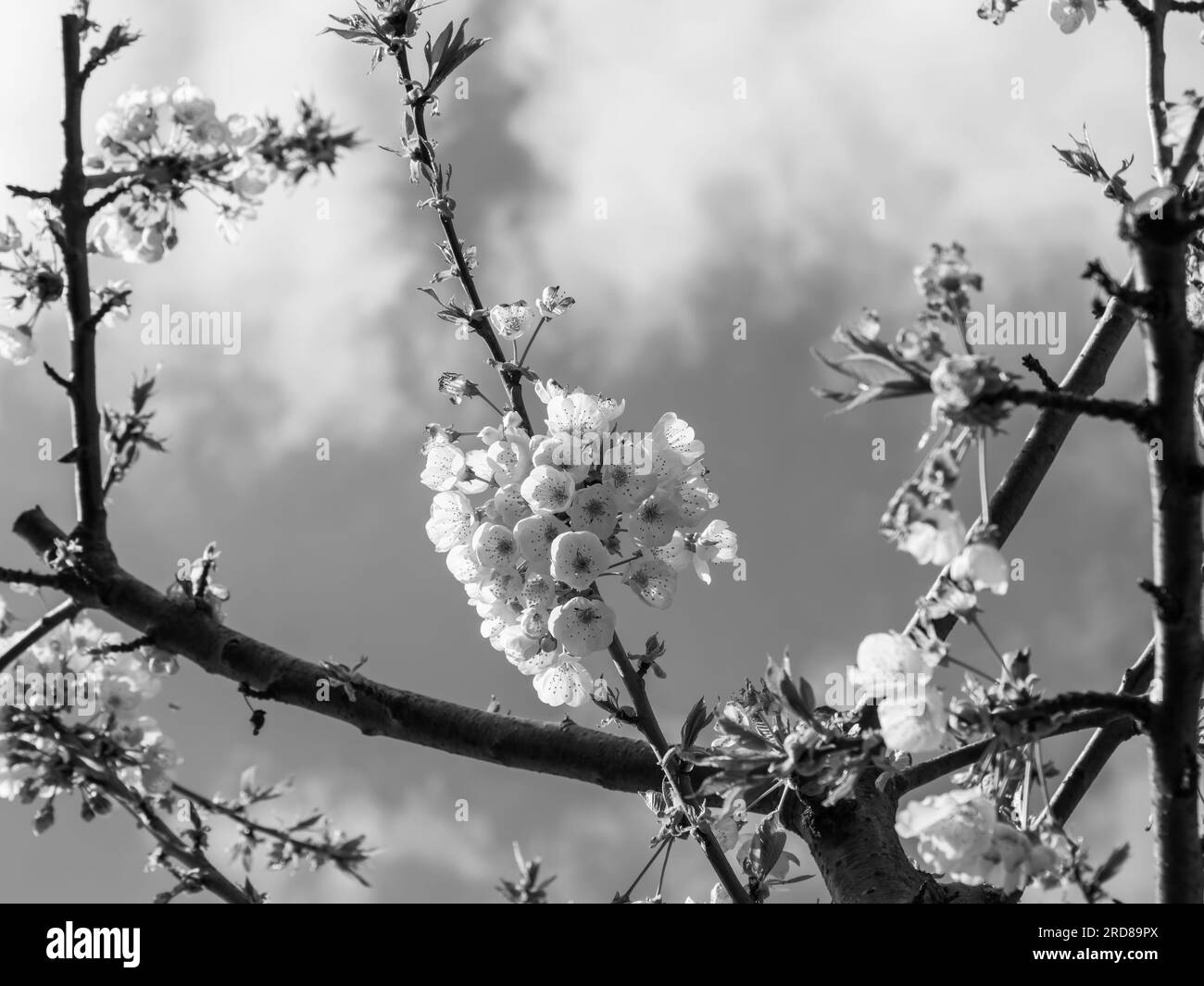Serene beauty of nature captured in monochrome. Sakura blossoms adorn a ...