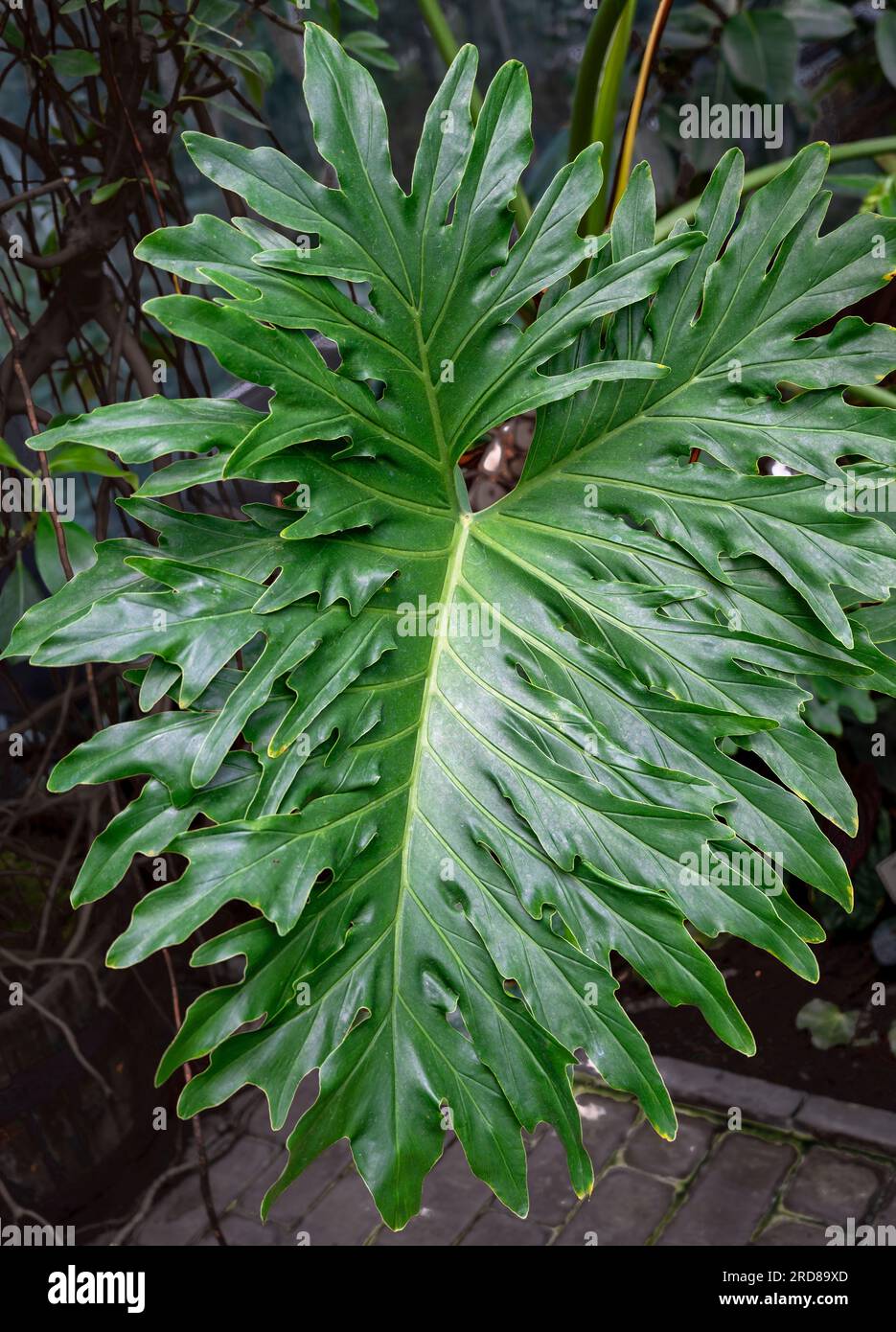 big green leaf of a Philodendron undulatum from south america Stock ...