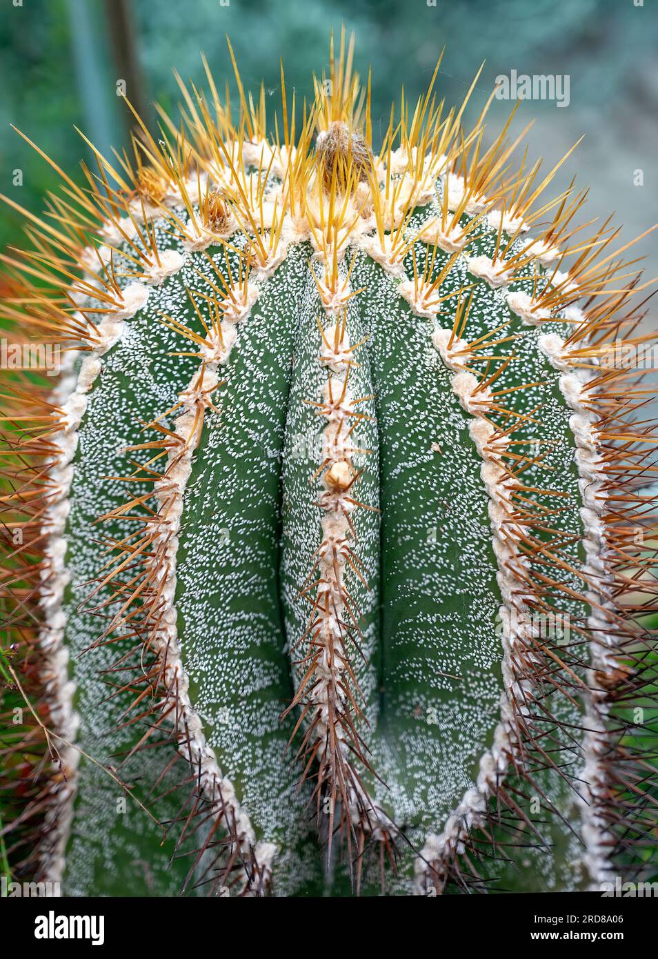 cactus Astrophytum ornatum from Mexico Stock Photo - Alamy