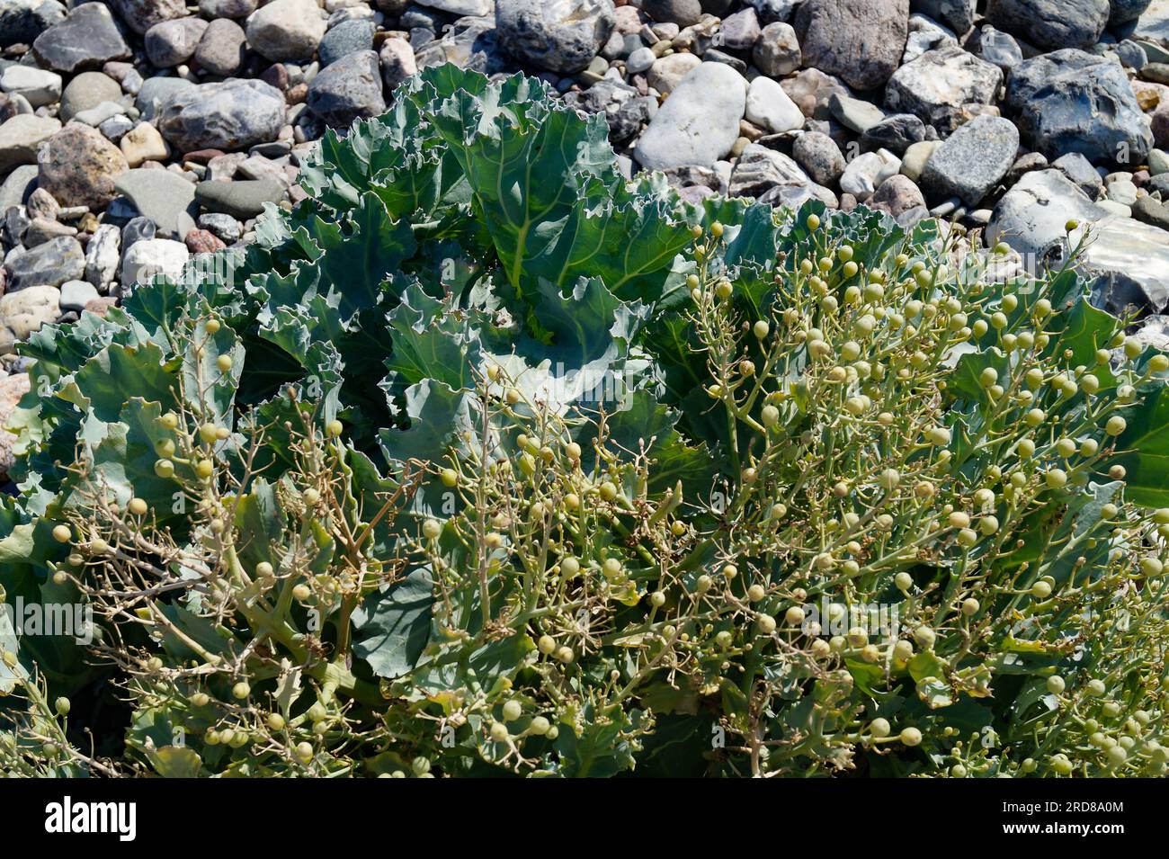 wild sea kale at the german baltic sea coast Stock Photo - Alamy
