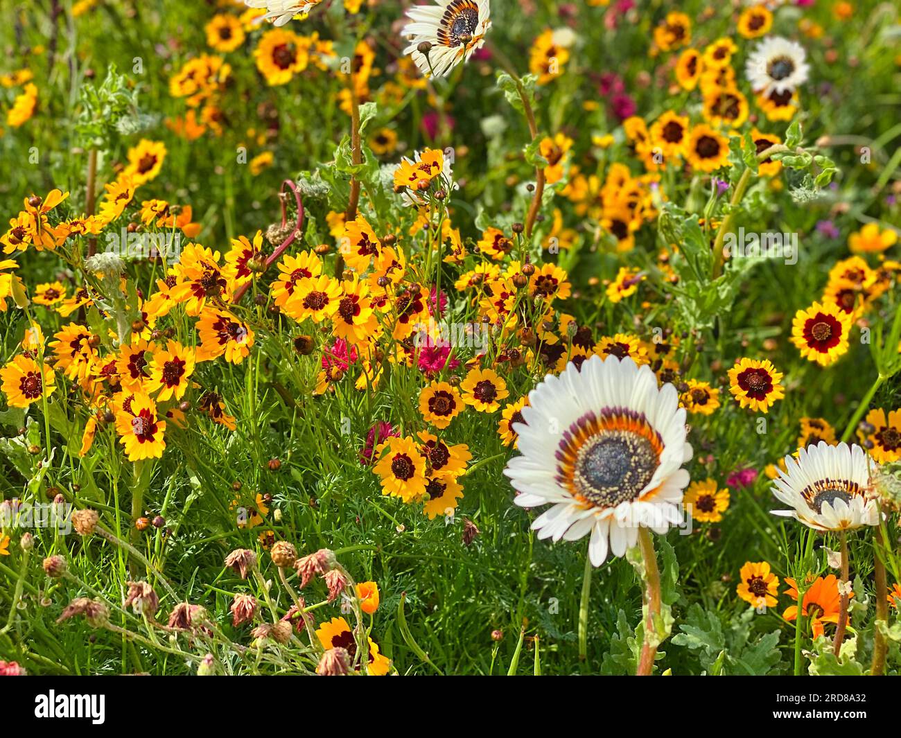Wild colourful Summer flowers in the UK Stock Photo - Alamy