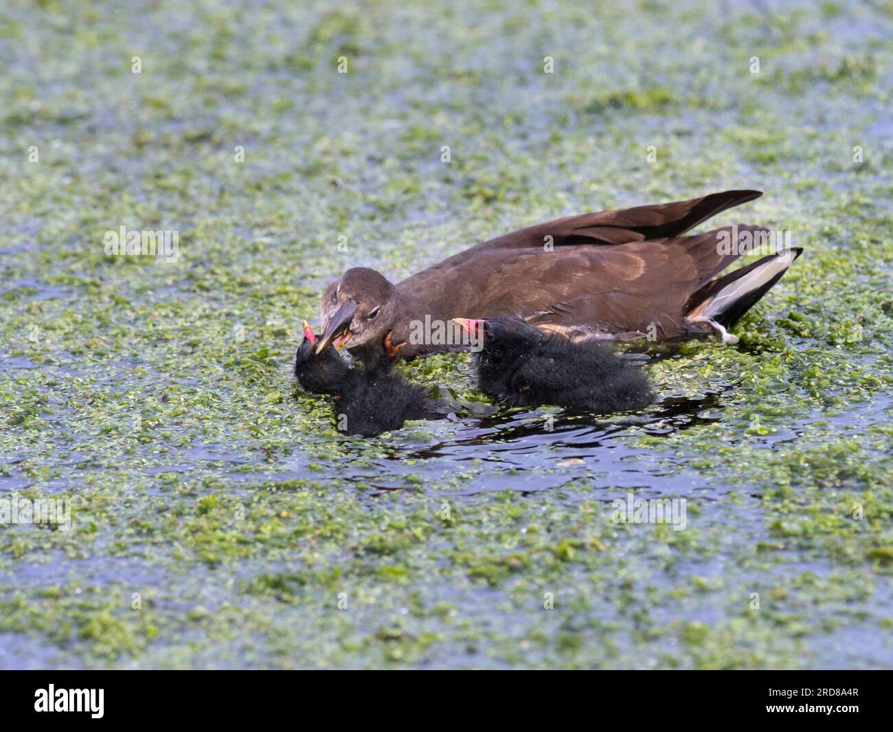 Moorhen Gallinula chloropus with small chicks being attended by a an ...