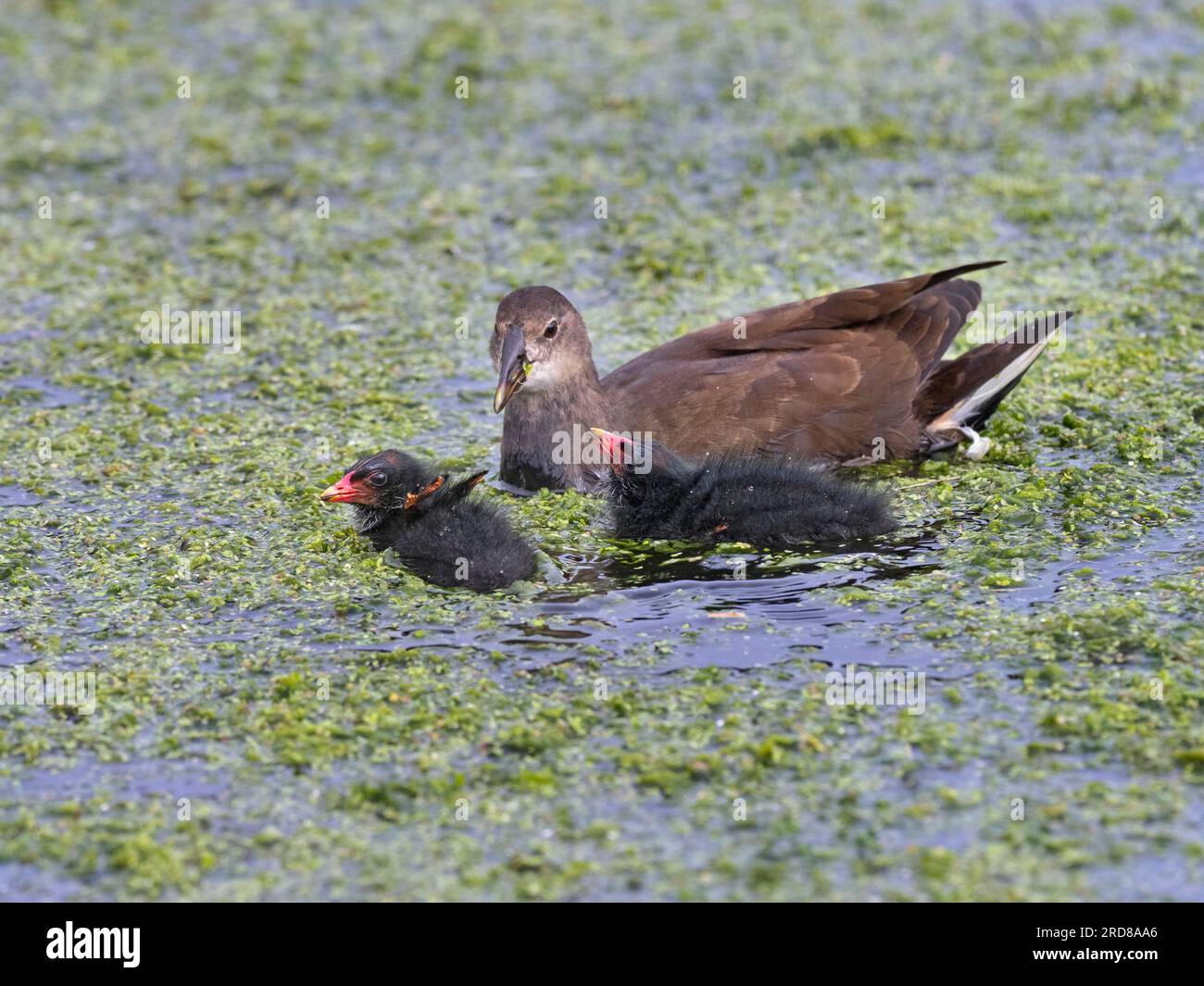 Moorhen Gallinula chloropus with small chicks being attended by a an ...