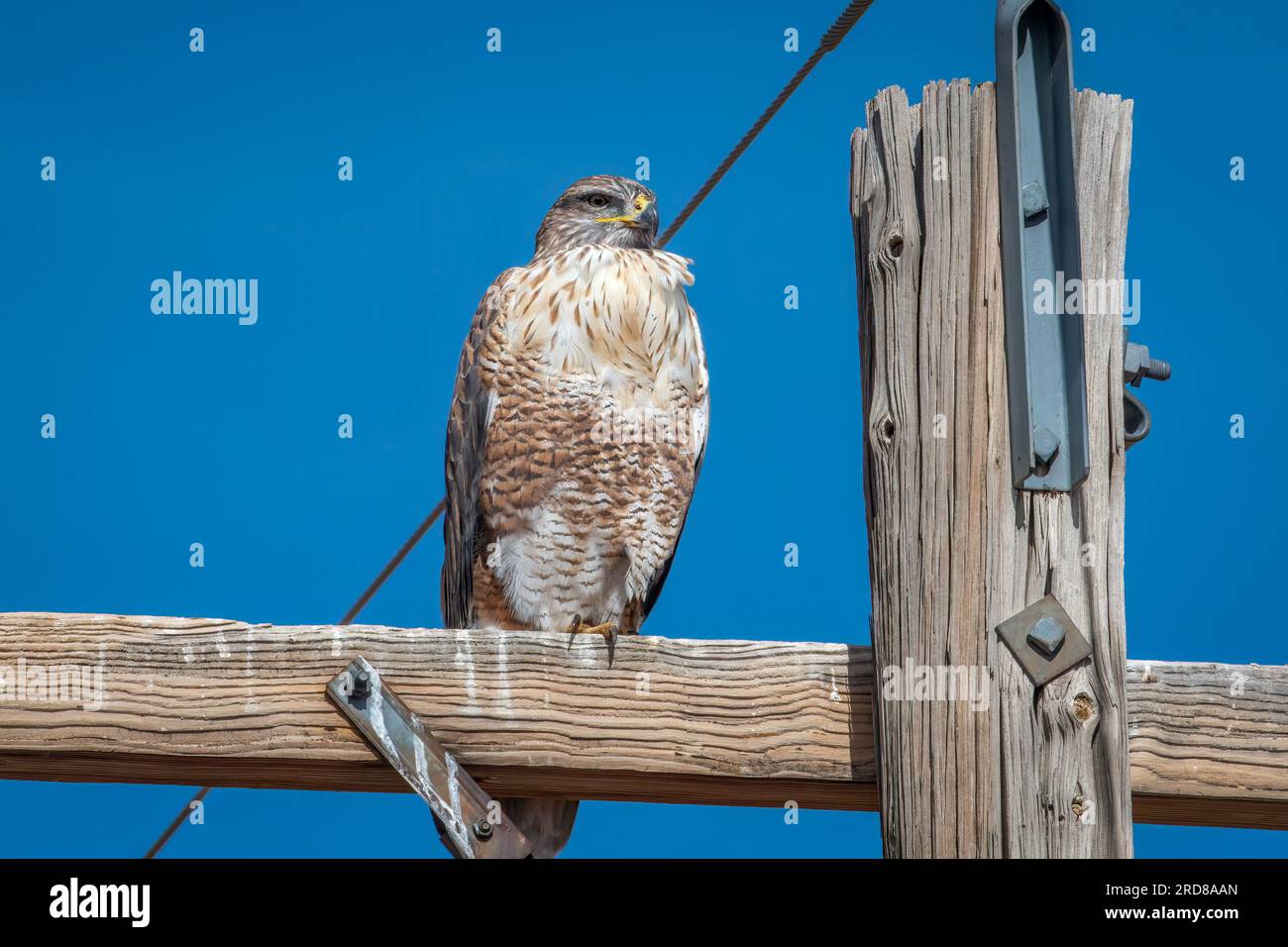 Hawk bird photos hi-res stock photography and images - Alamy