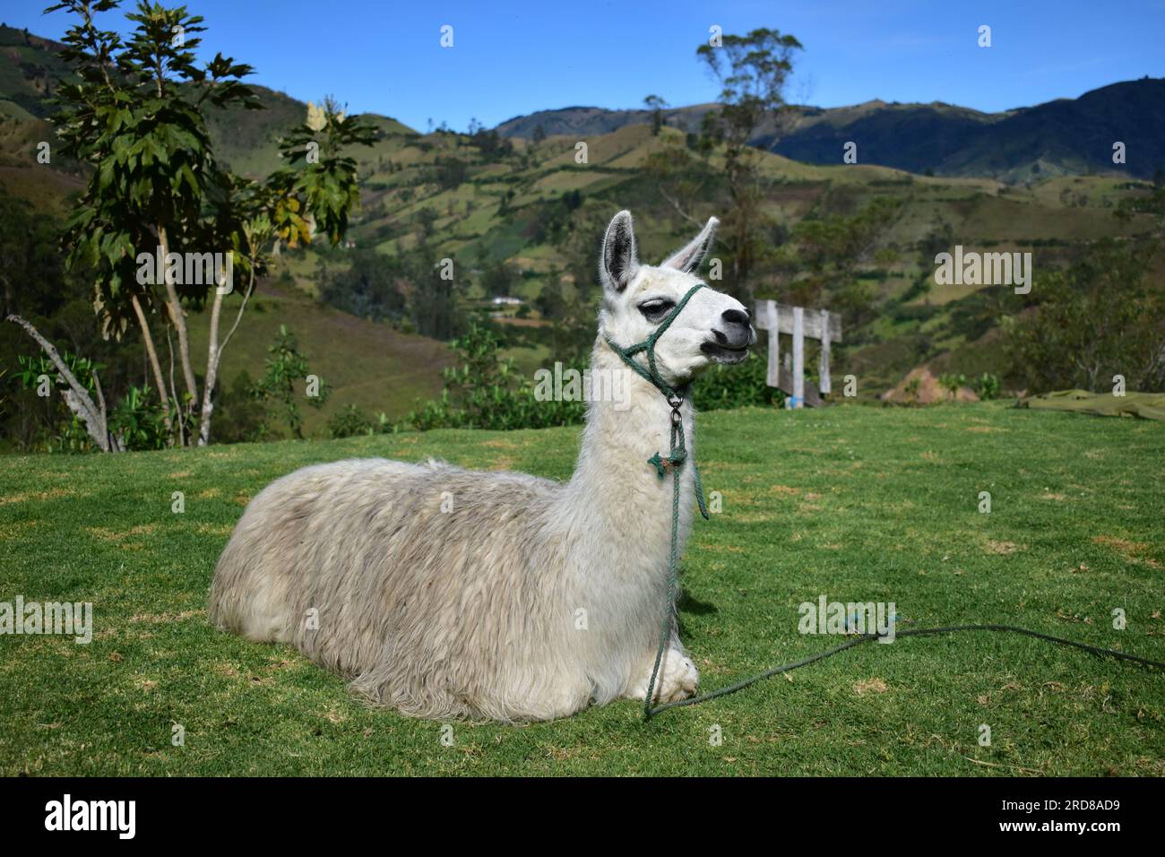An alpaca sitting in Ecuador Stock Photo - Alamy