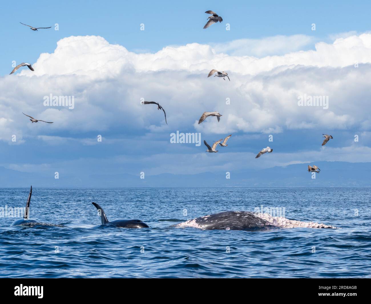 A pod of transient killer whales (Orcinus orca), feeding on a gray ...