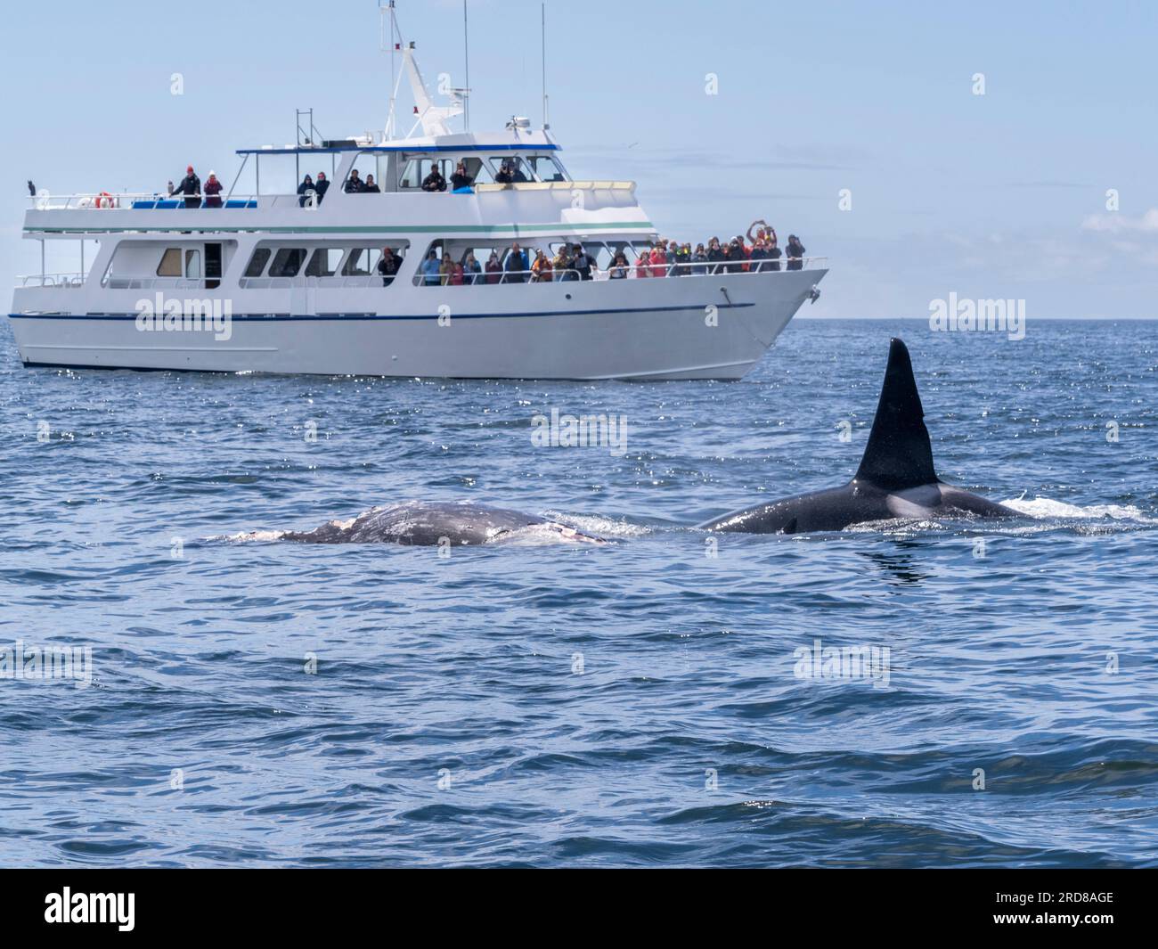 A pod of transient killer whales (Orcinus orca), feeding on a gray ...