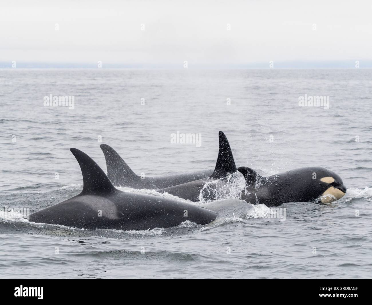 Transient killer whales (Orcinus orca), surfacing in Monterey Bay ...