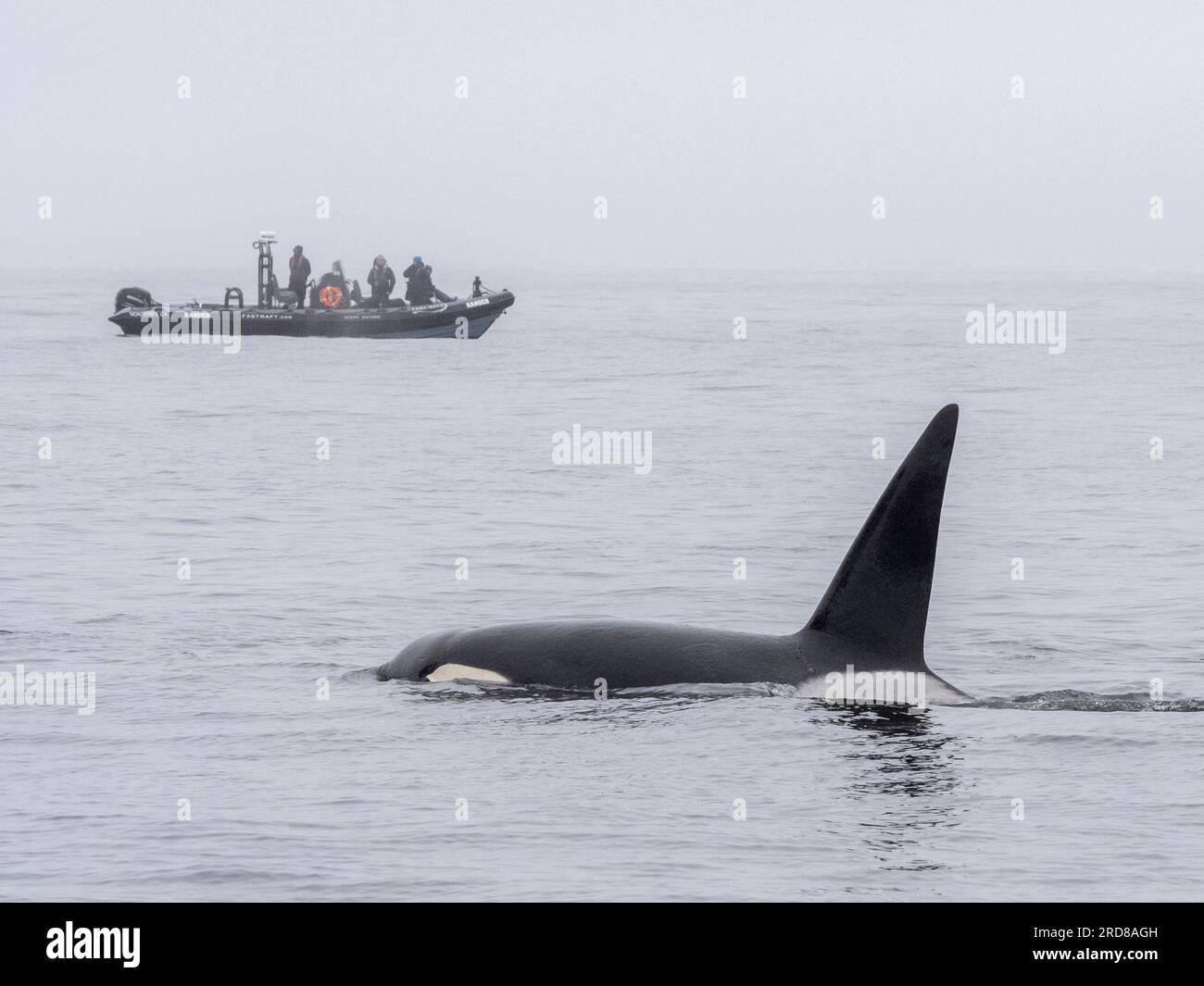 A pod of transient killer whales (Orcinus orca), near a whale watching ...