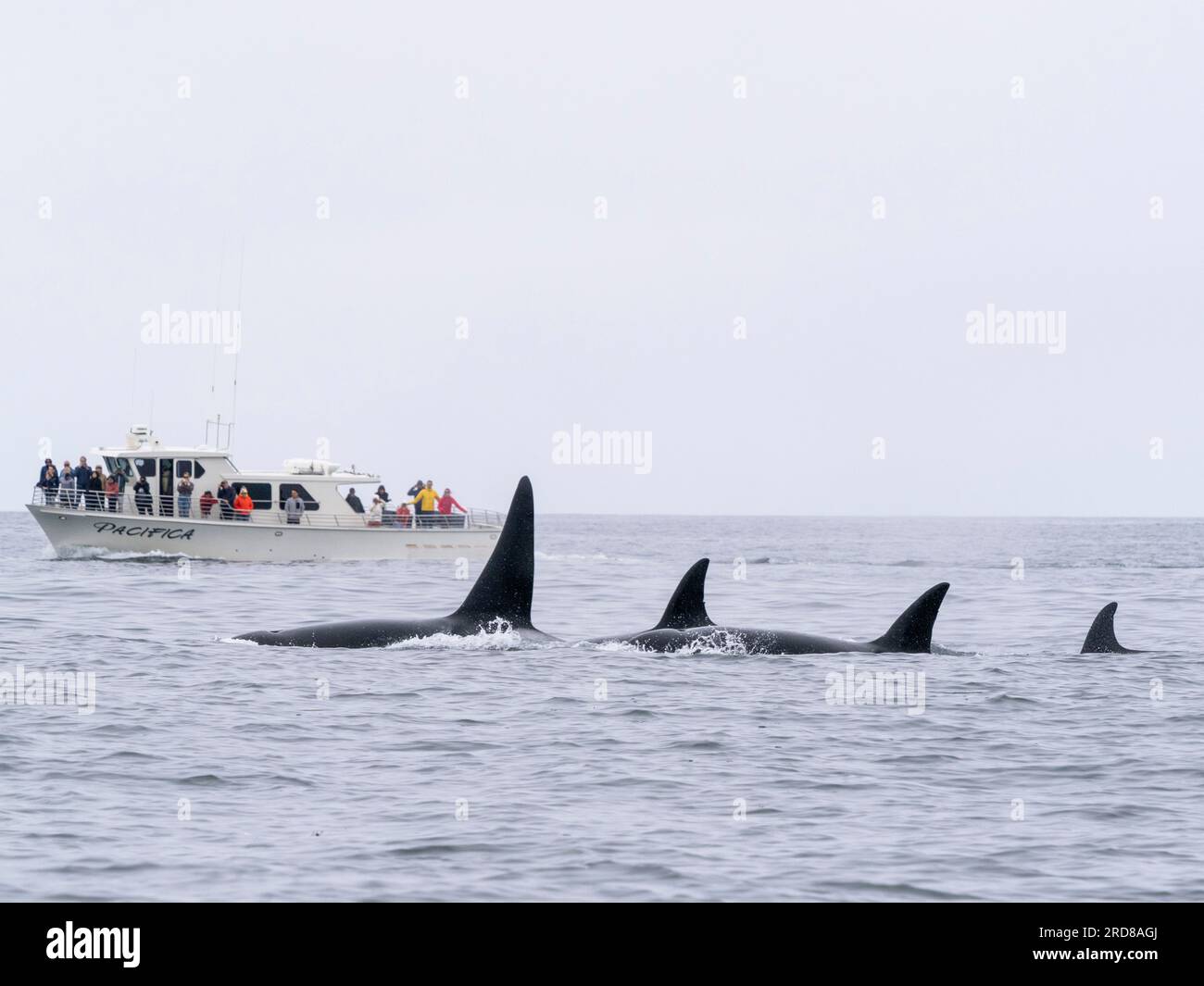 A pod of transient killer whales (Orcinus orca), near a whale watching ...