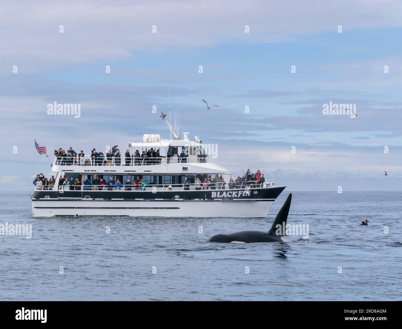 A pod of transient killer whales (Orcinus orca), near a whale watching ...