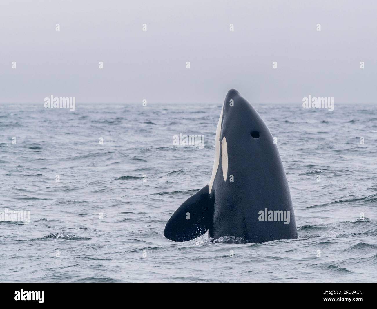 A pod of transient killer whales (Orcinus orca), catching and killing ...