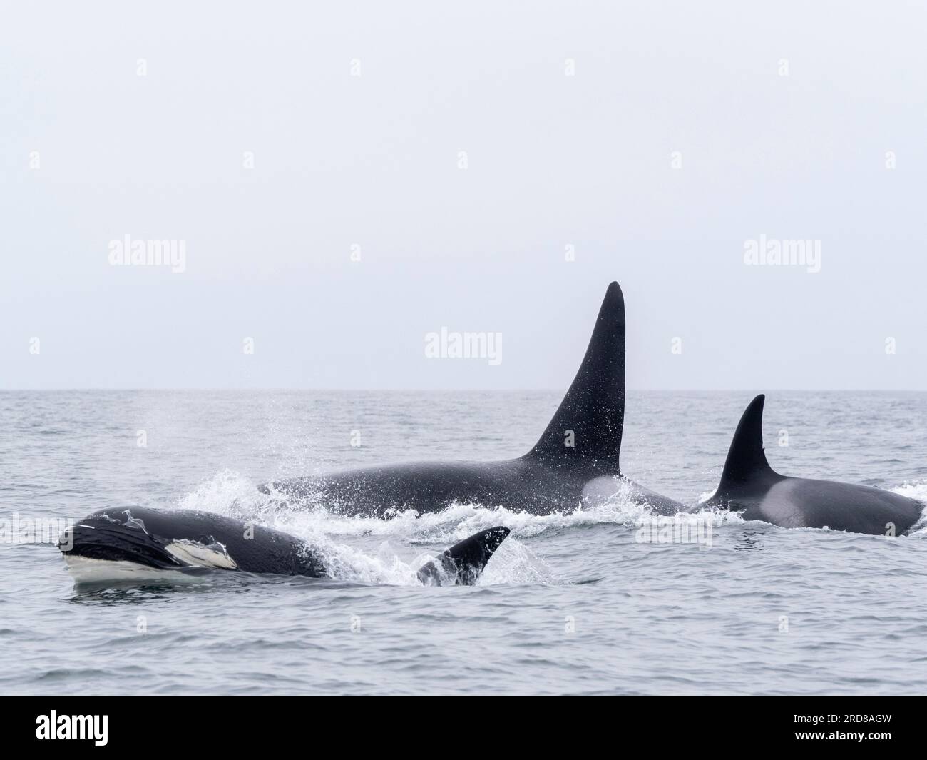 Transient killer whales (Orcinus orca), surfacing in Monterey Bay ...