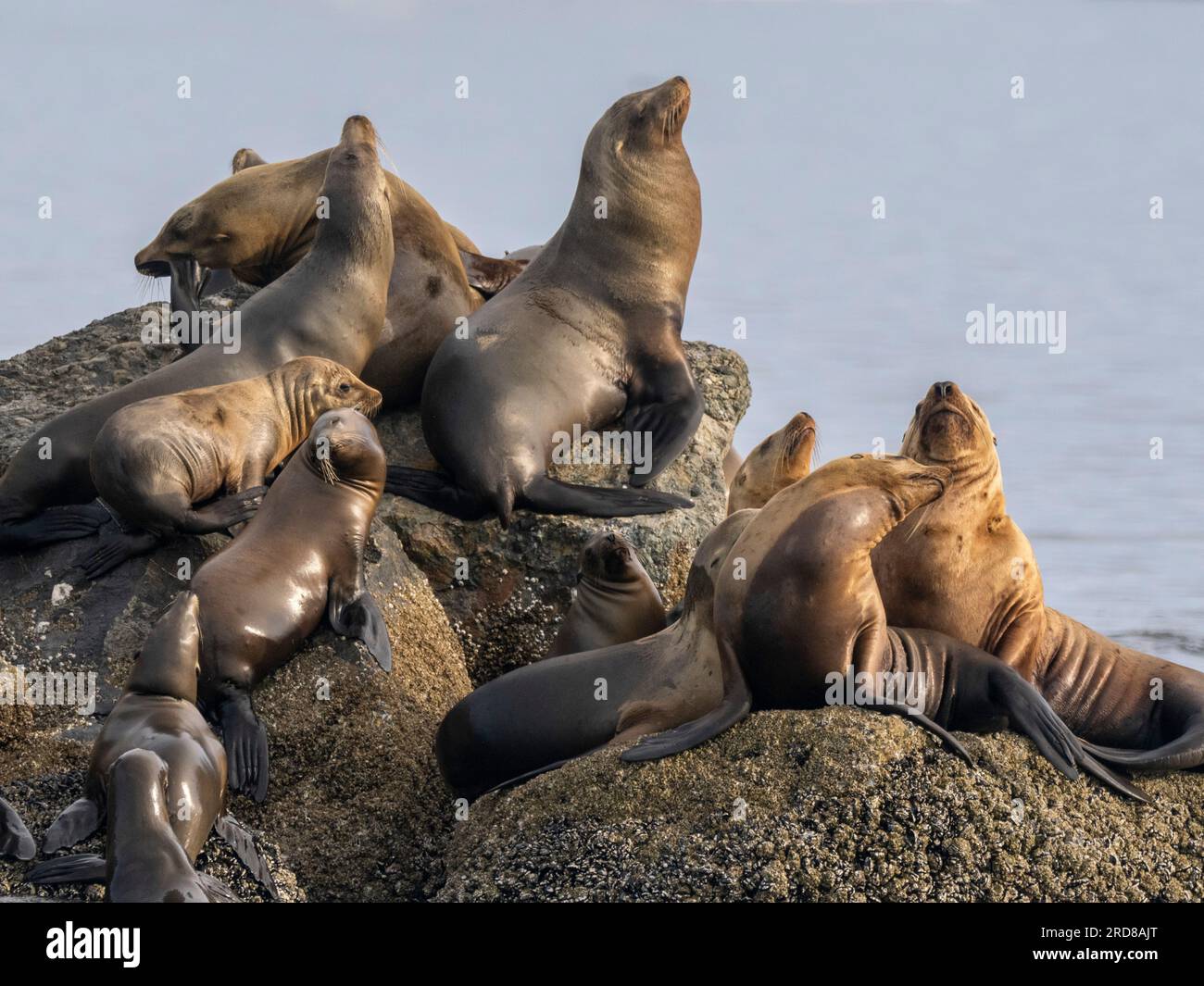 California sea lions (Zalophus californianus), hauled out in Monterey ...