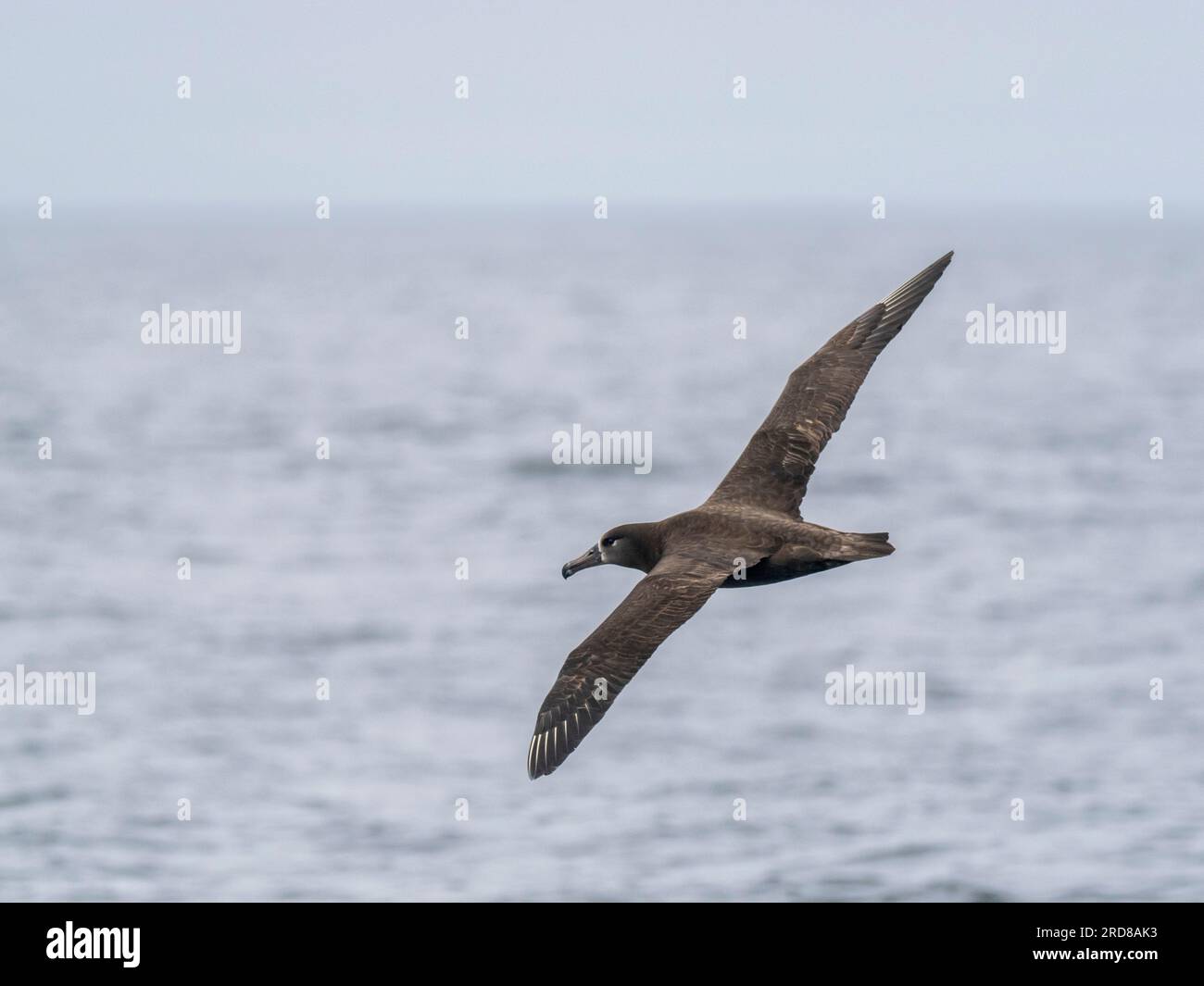 Black footed albatross hi-res stock photography and images - Alamy