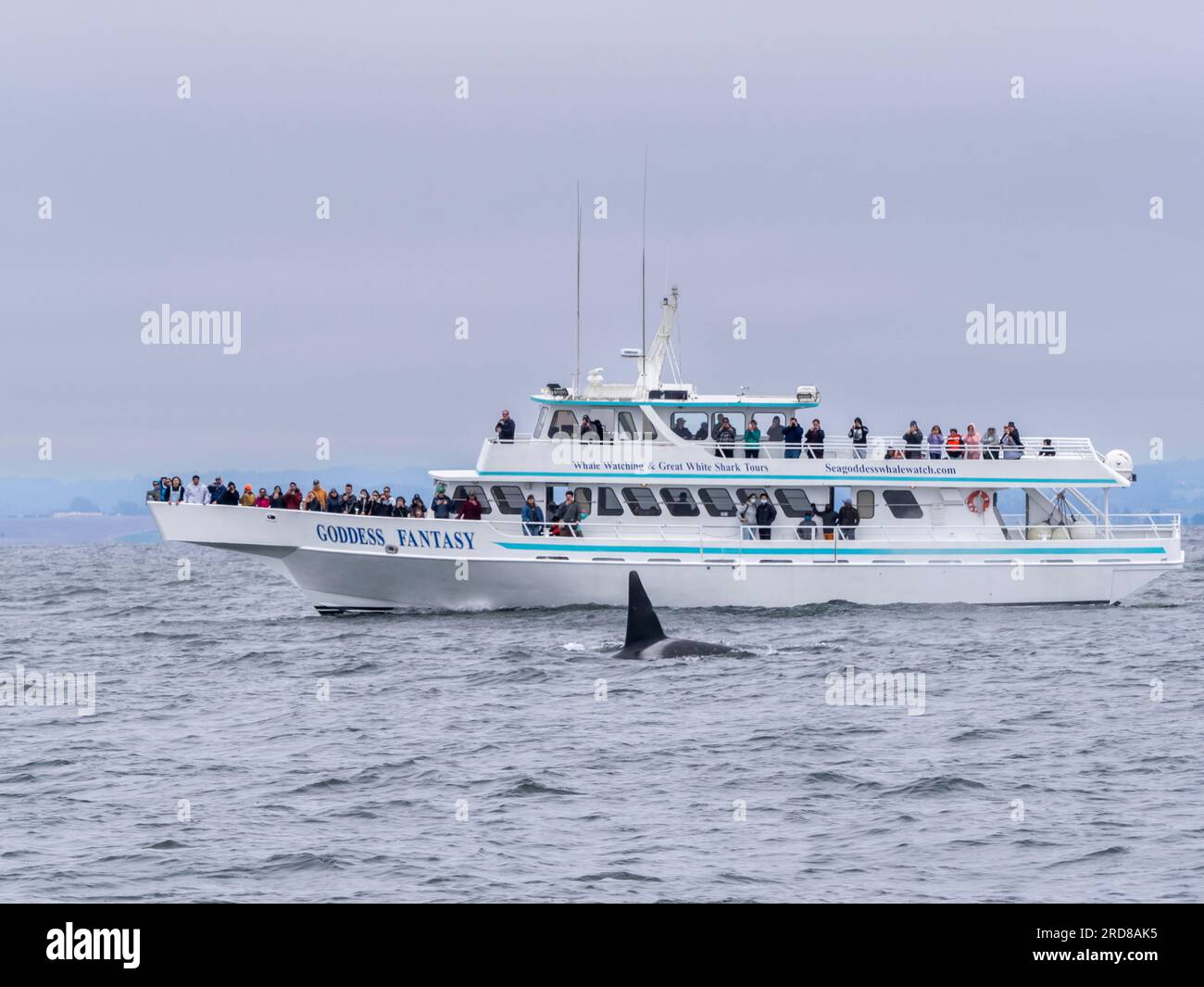 Sea goddess whale watching hi-res stock photography and images - Alamy