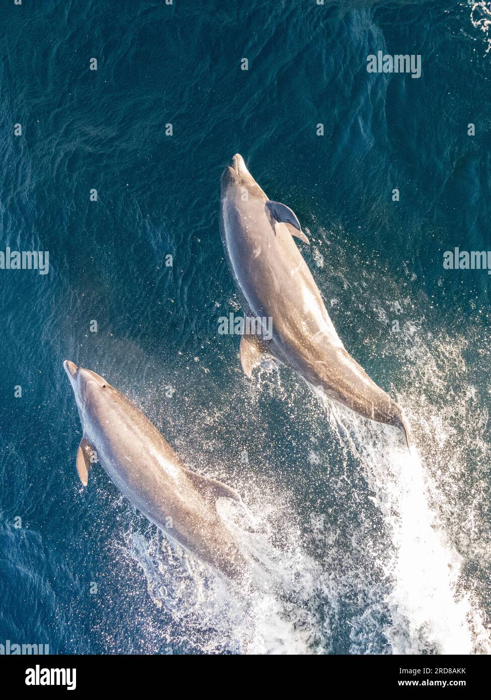 Pacific bottlenose hi-res stock photography and images - Alamy