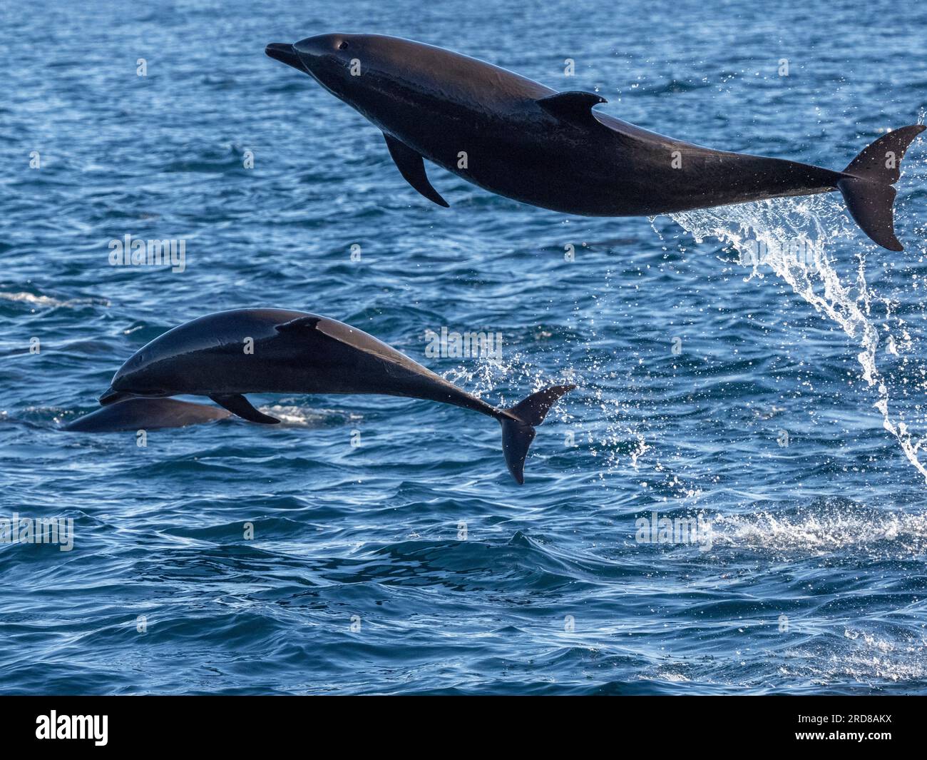 Adult common bottlenose dolphins (Tursiops truncatus), leaping off Isla San Jose, Baja ...