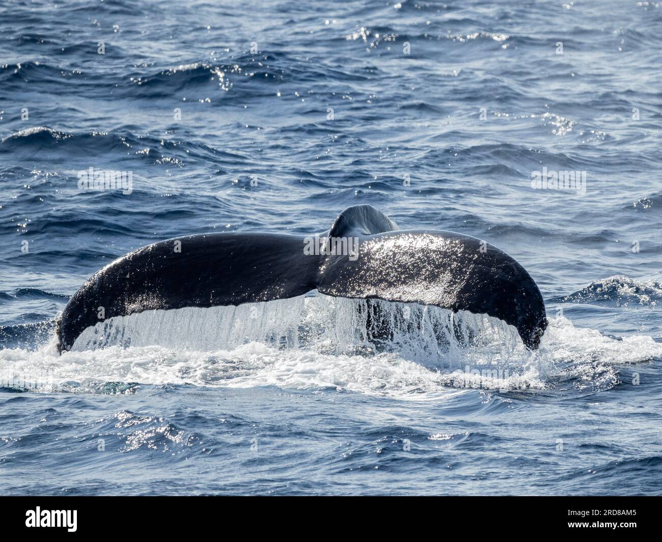 Fluke hi-res stock photography and images - Alamy