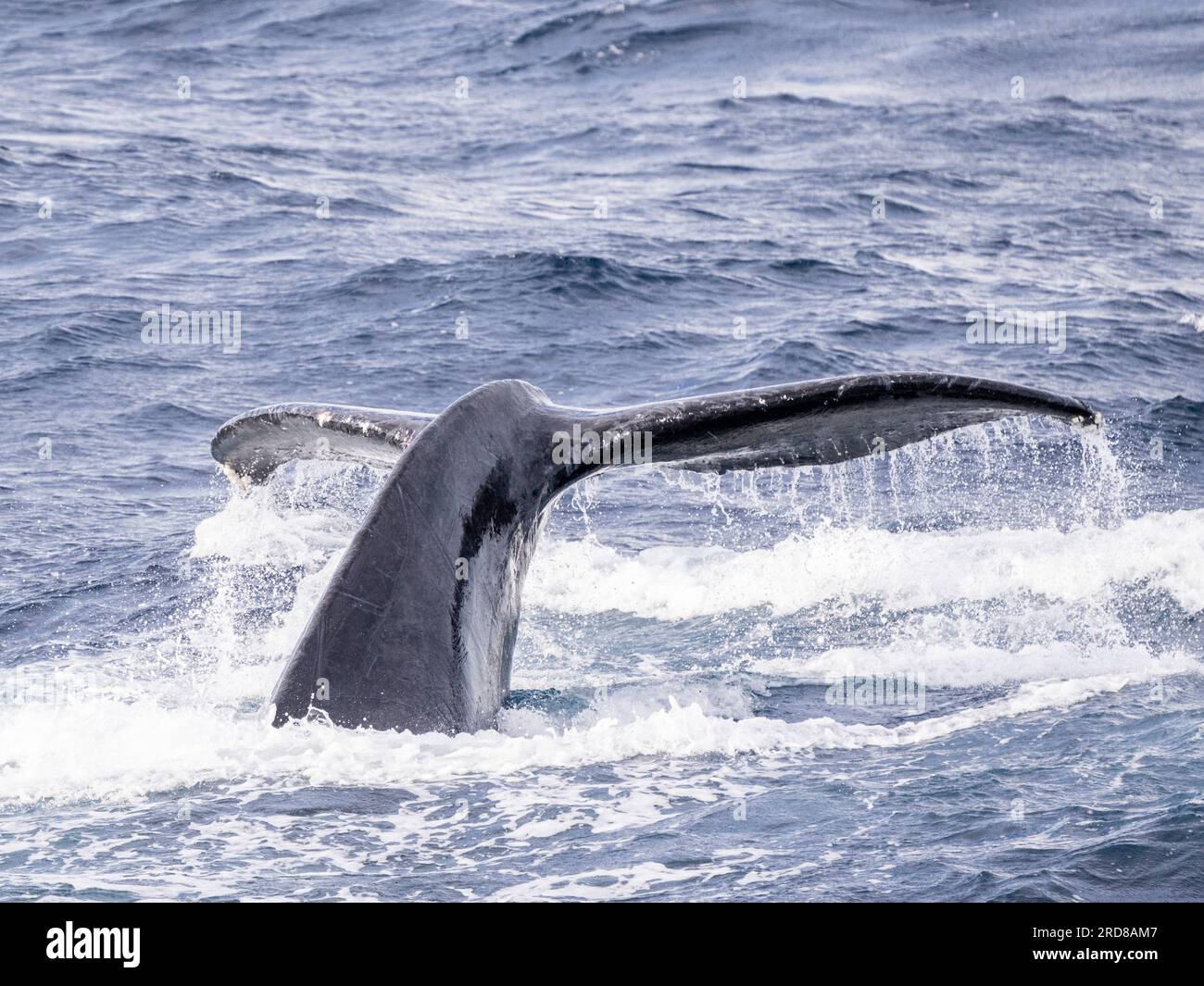 Fluke hi-res stock photography and images - Alamy
