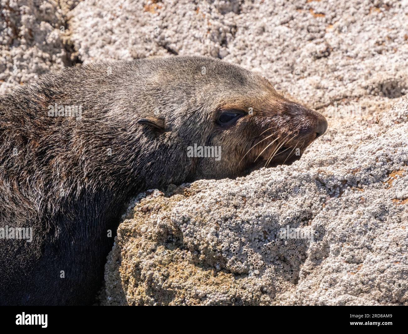 Adult male Guadalupe fur seal (Arctocephalus townsendi), hauled out ...