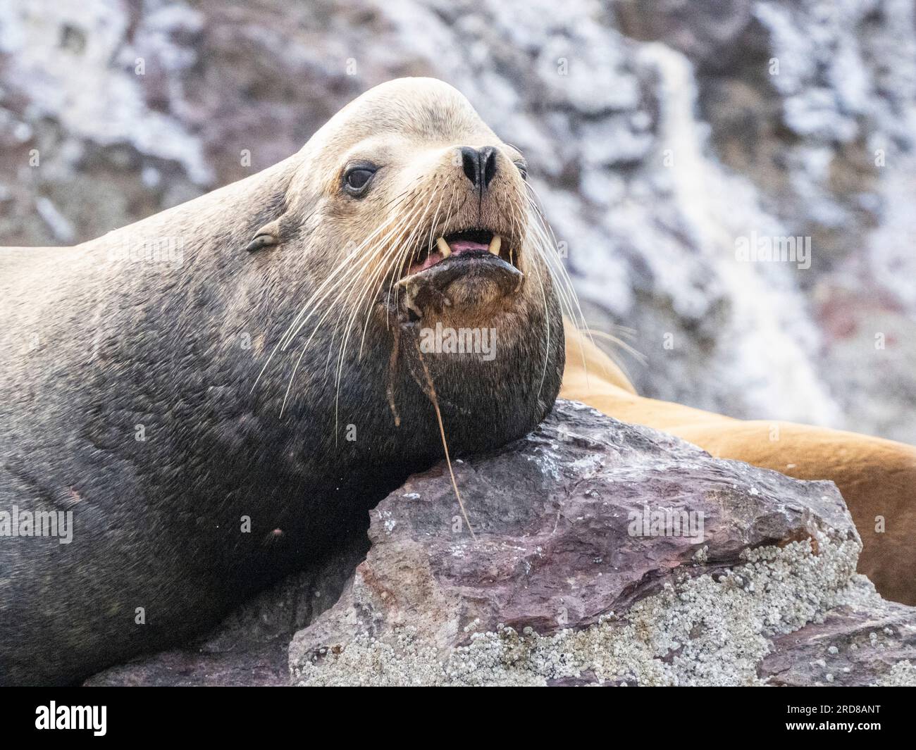 Male sea lion hi-res stock photography and images - Alamy