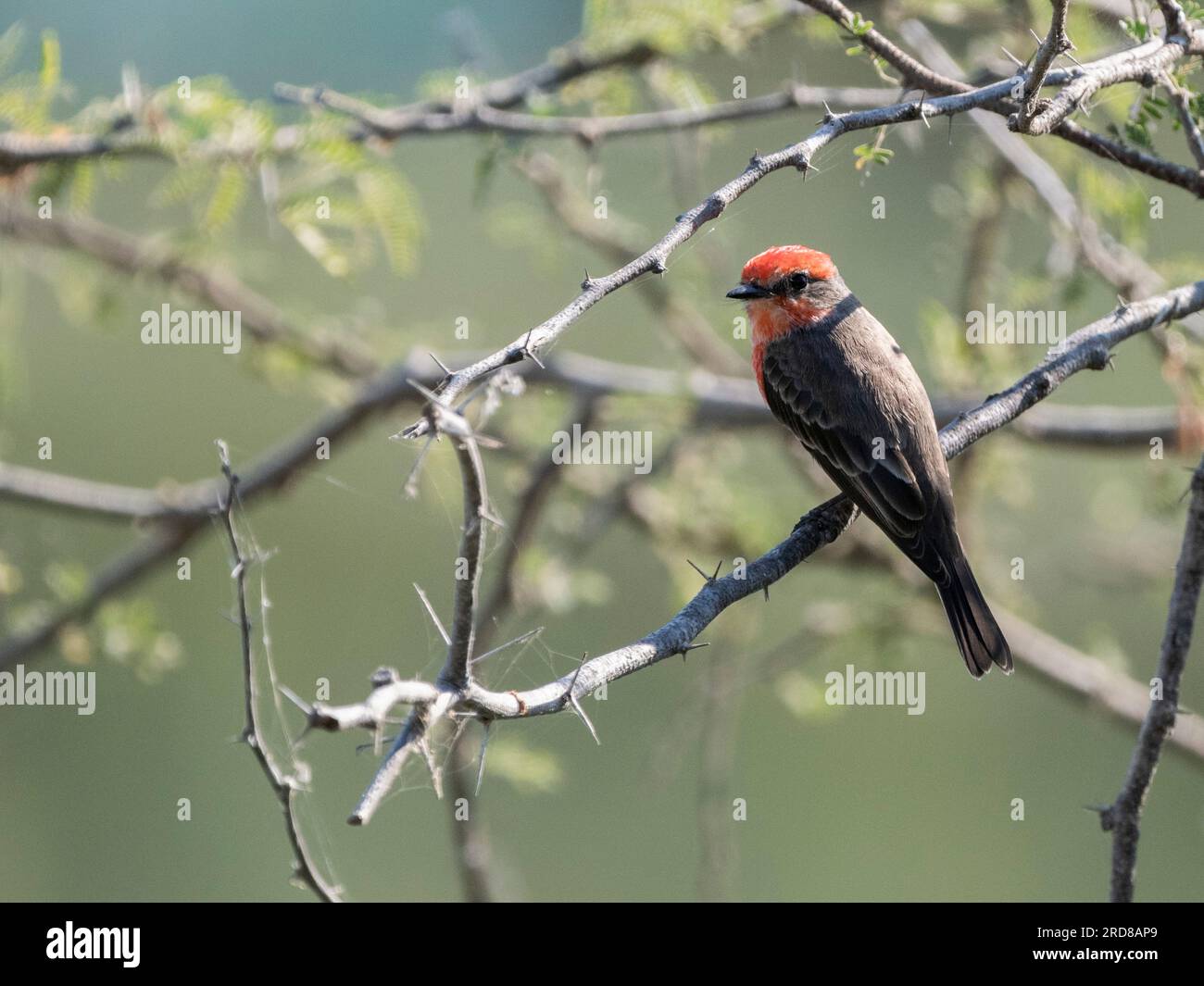 America del sur horizontal hi-res stock photography and images - Alamy