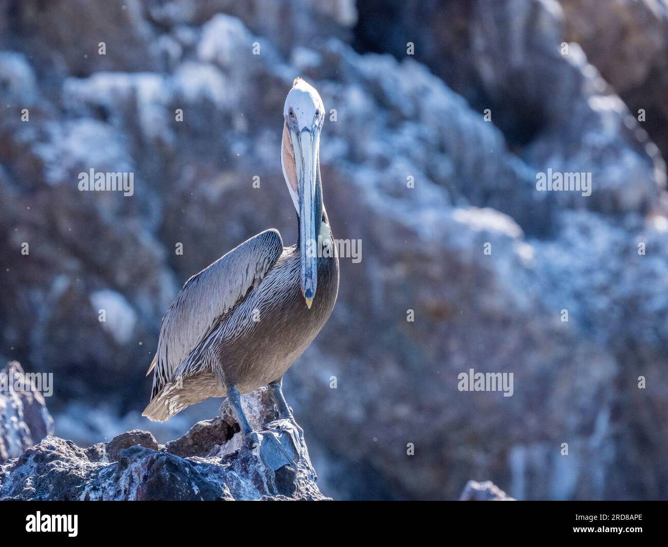 Adult brown pelican (Pelecanus occidentalis), sunbathing near Isla ...