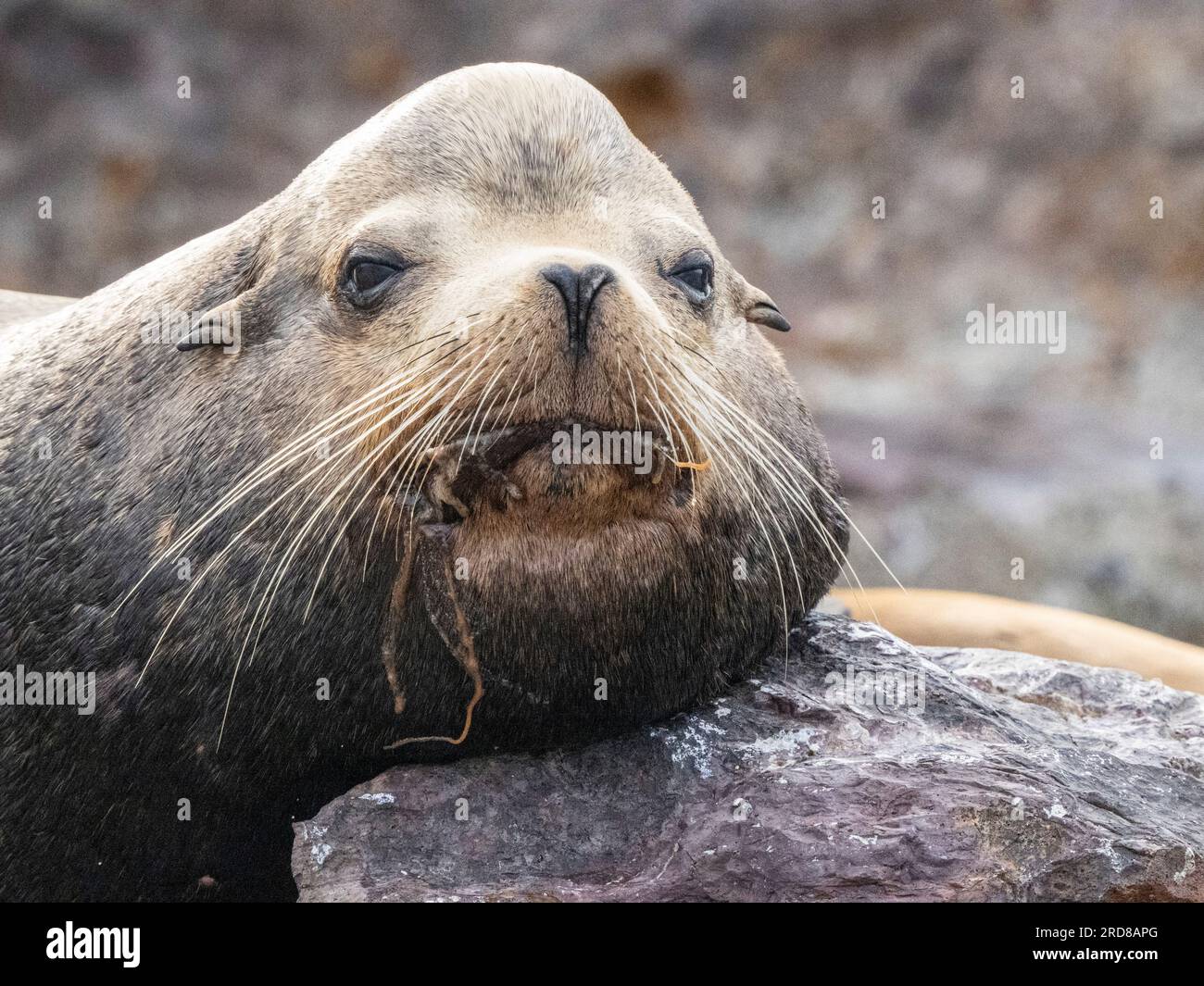 Male sea lion hi-res stock photography and images - Alamy