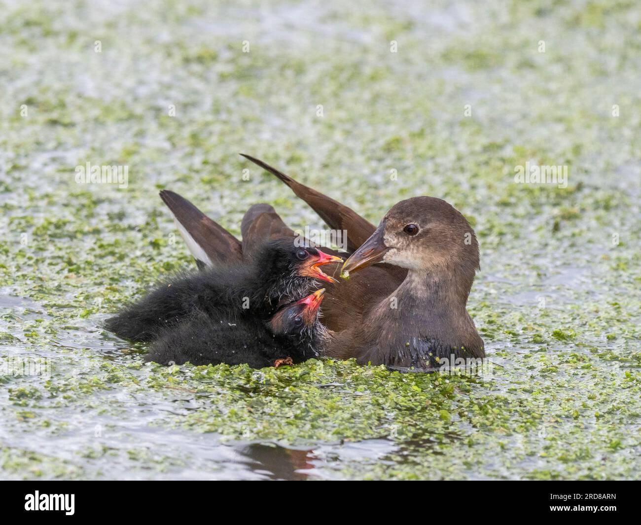 Moorhen Gallinula chloropus with small chicks being attended by a an ...