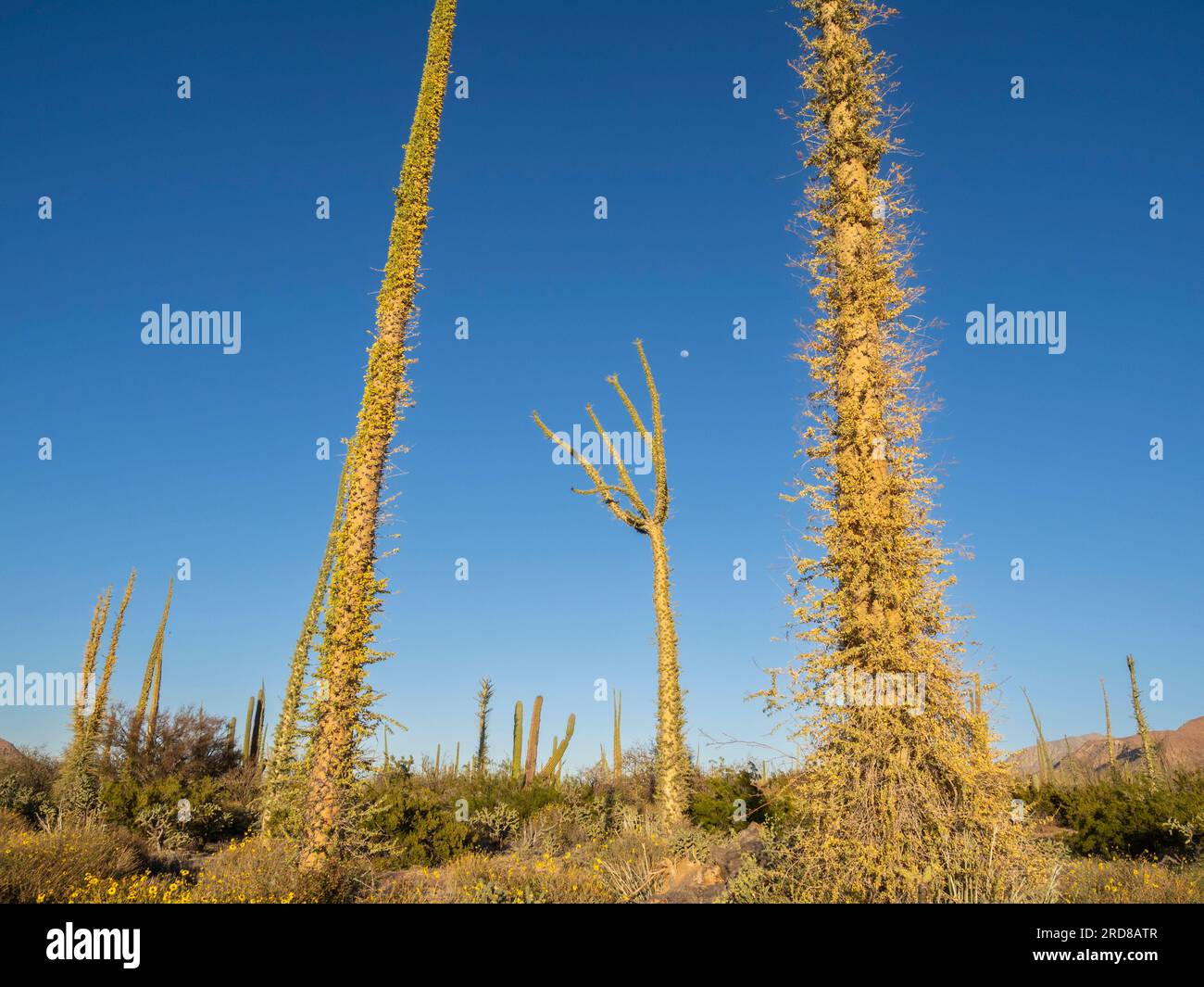Boojum tree (cirio) (Fouquieria columnaris), in the Sonoran Desert ...