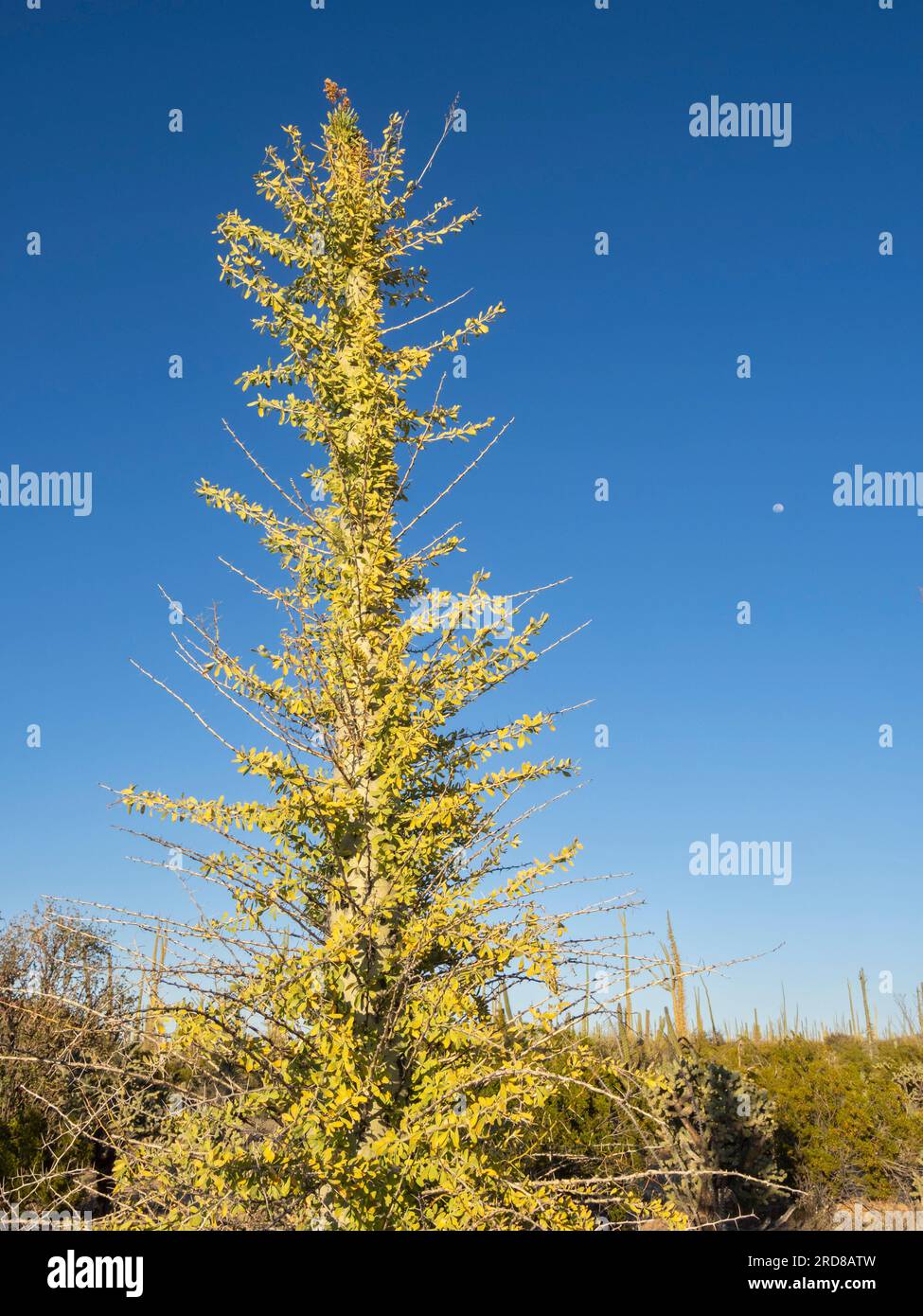 Boojum tree (cirio) (Fouquieria columnaris), in the Sonoran Desert ...