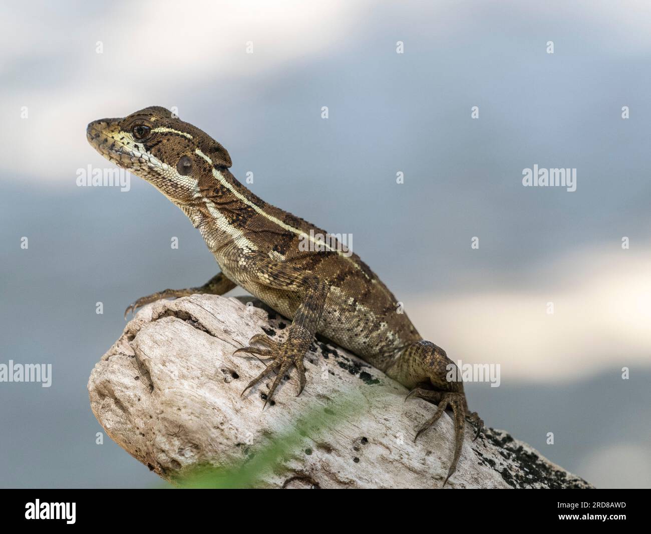 Juvenile common basilisk (Basiliscus basiliscus), on a tree on Coiba ...
