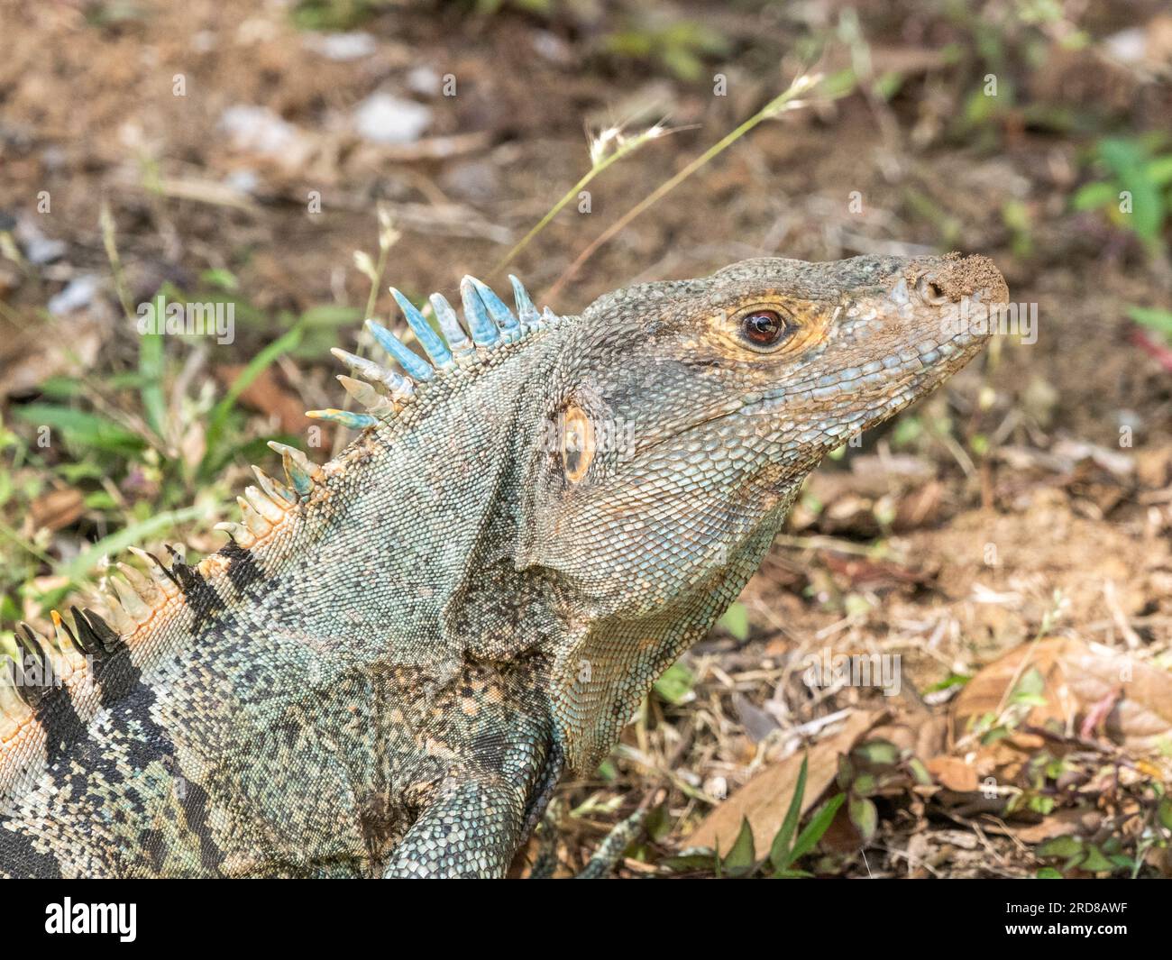 An adult black spiny-tailed iguana (Ctenosaura similis), on the ground ...