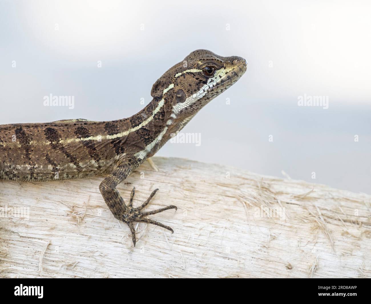 Juvenile common basilisk (Basiliscus basiliscus), on a tree on Coiba ...