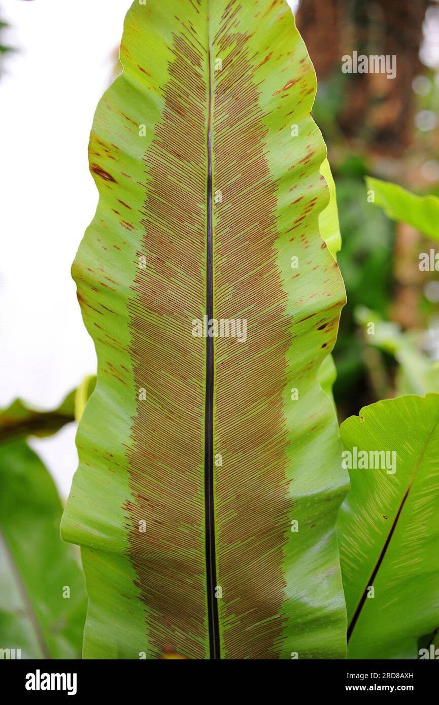 Hart tongue hi-res stock photography and images - Alamy