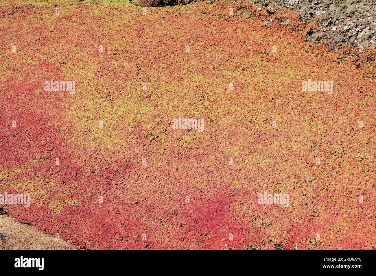 Water fern (Azolla filiculoides) is a floating aquatic fern native to ...