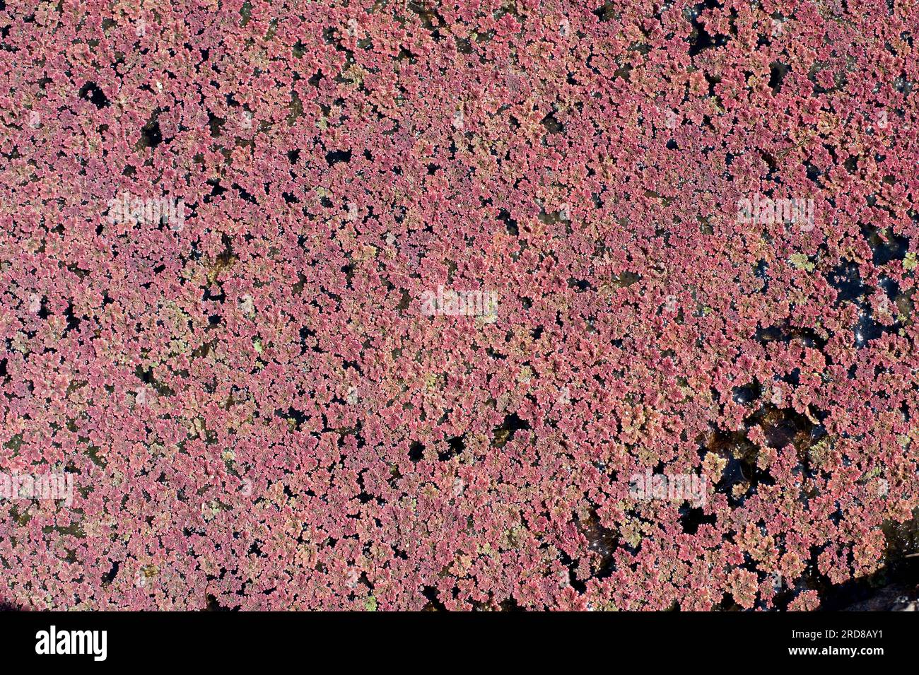 Water fern (Azolla filiculoides) is a floating aquatic fern native to ...