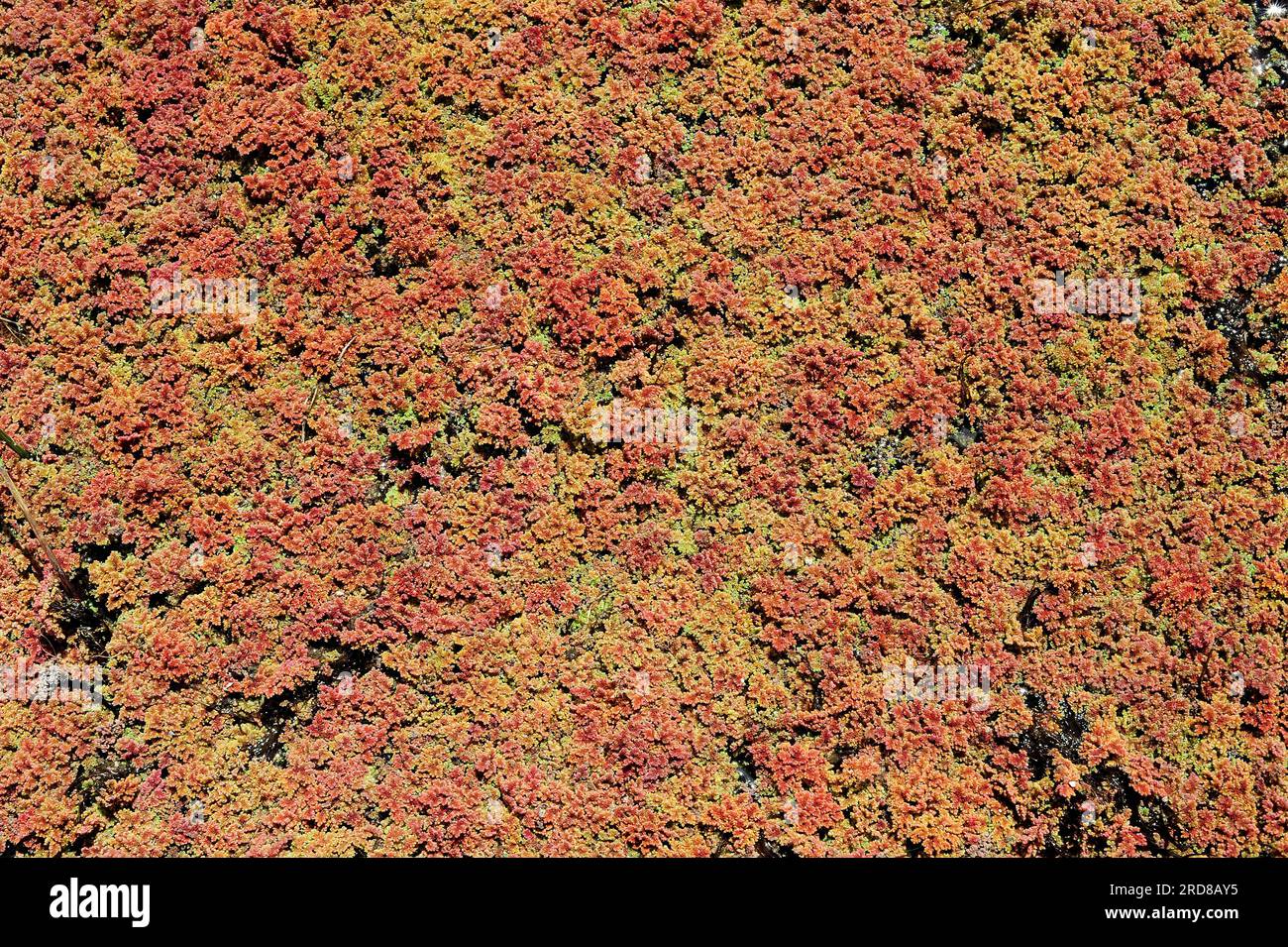 Water fern (Azolla filiculoides) is a floating aquatic fern native to ...