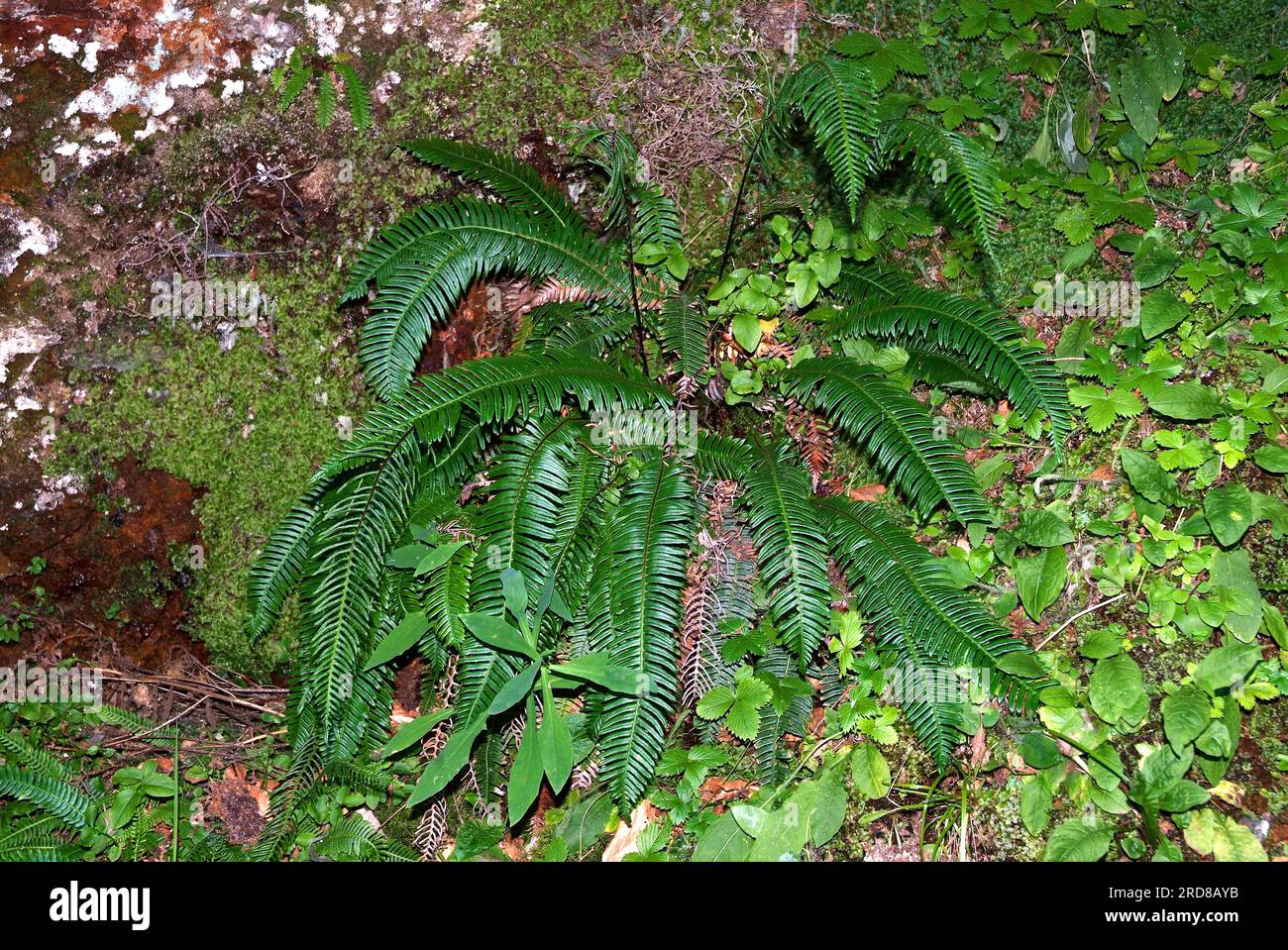 Deer fern or hard-fern (Blechnum spicant) is a species of fern native ...