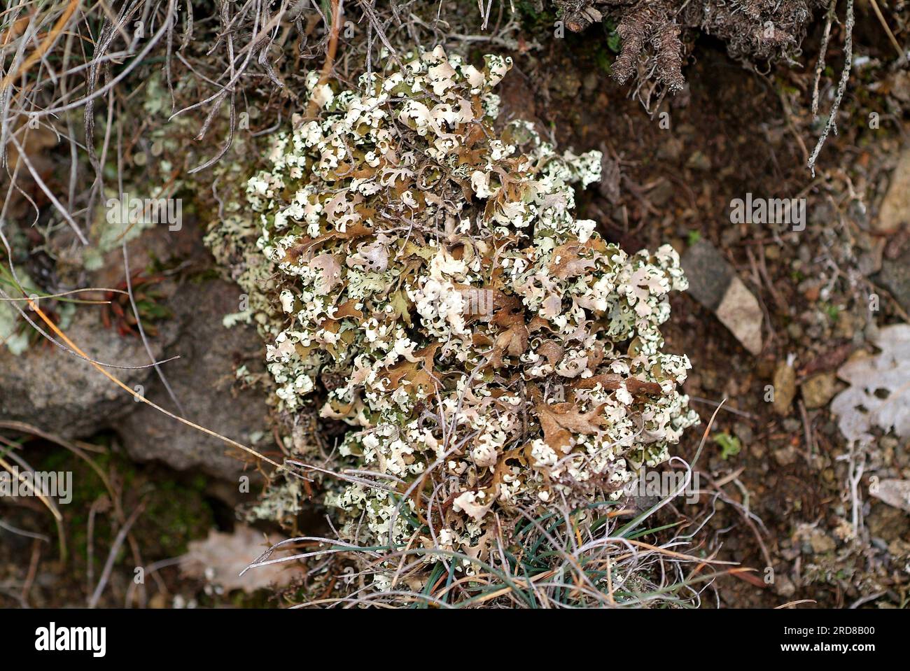Cladonia convoluta is a lichen with thallus foliose. Fungi. Ascomycota ...