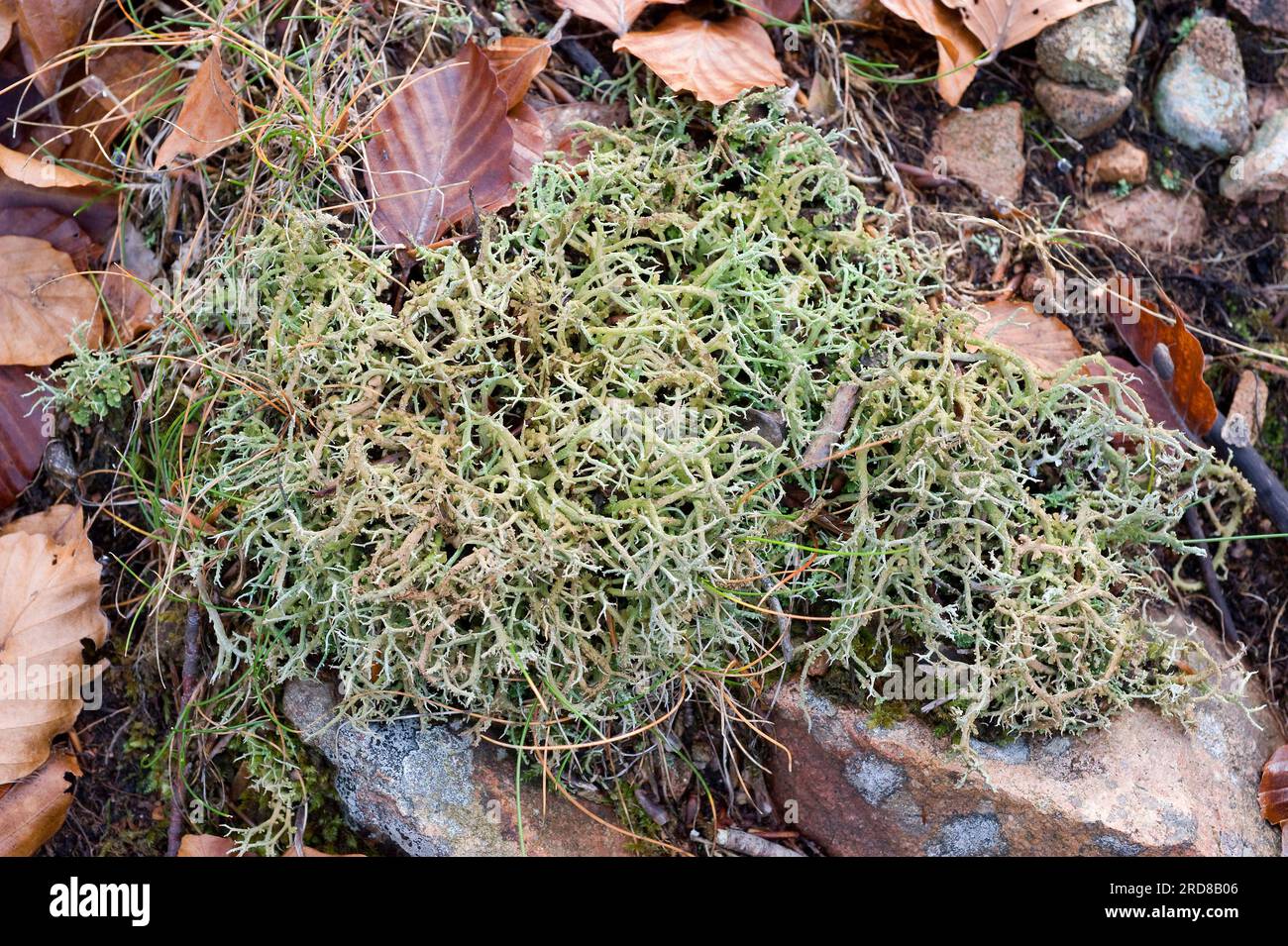 Cladonia ciliata tenuis is a fruticose lichen. Fungi. Ascomycota ...