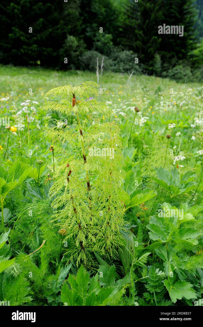 Wood horsetail (Equisetum sylvaticum) is a horsetail native to Northern ...