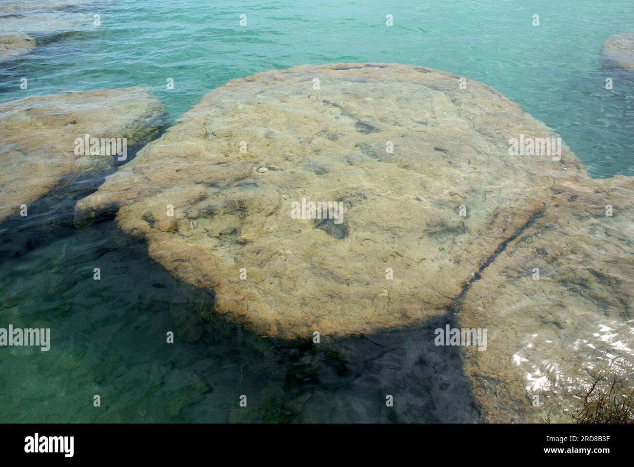 Live stromatolites in Bacalar Lake, Yucatan, Mexico. Stromatolites are ...