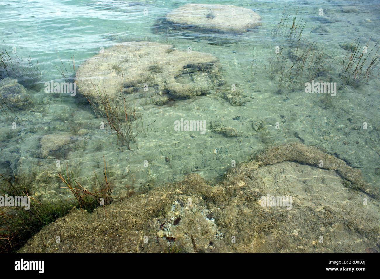 Live stromatolites in Bacalar Lake, Yucatan, Mexico. Stromatolites are ...